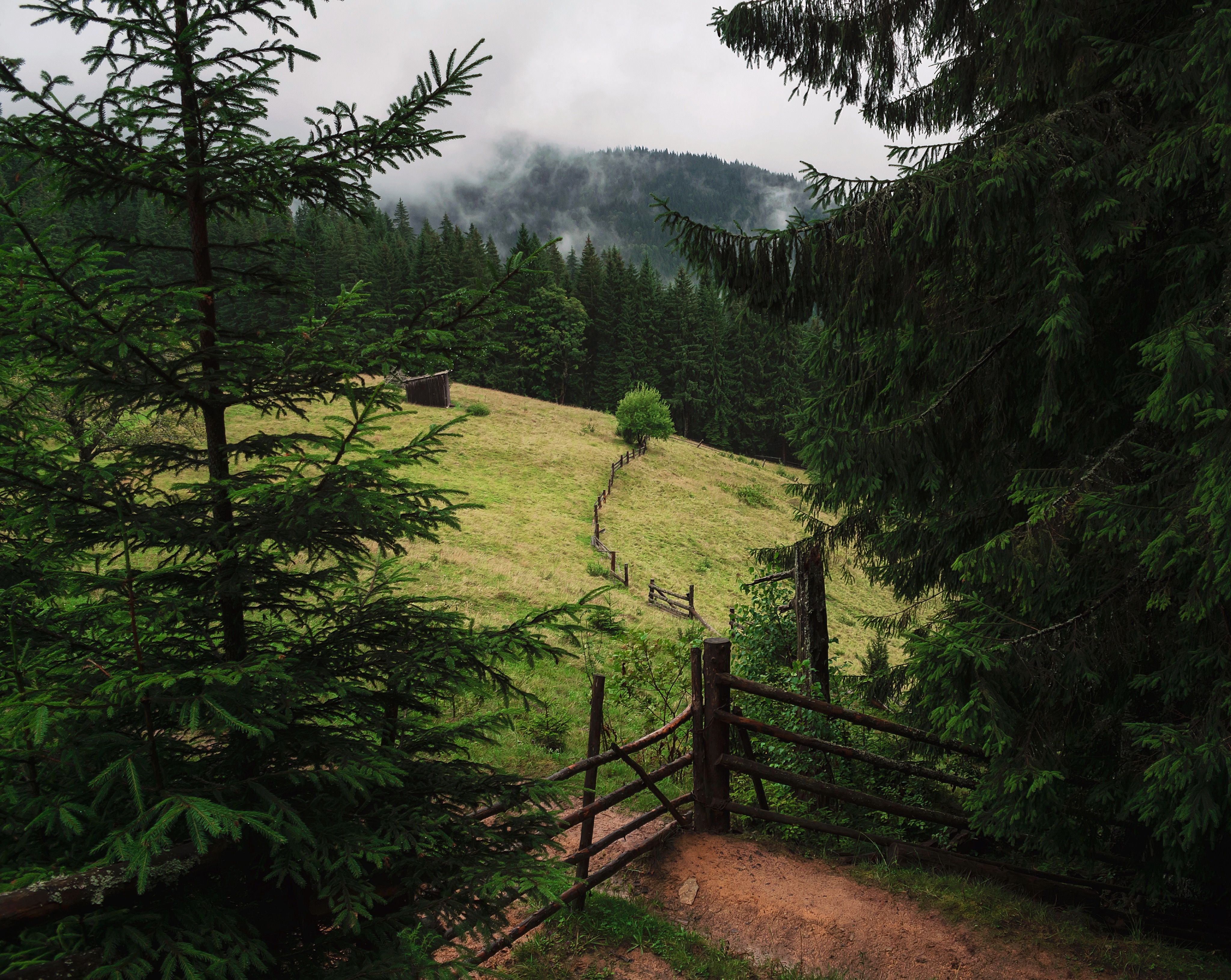 Green Forest Landscape Photos, Download The BEST Free Green Forest ...