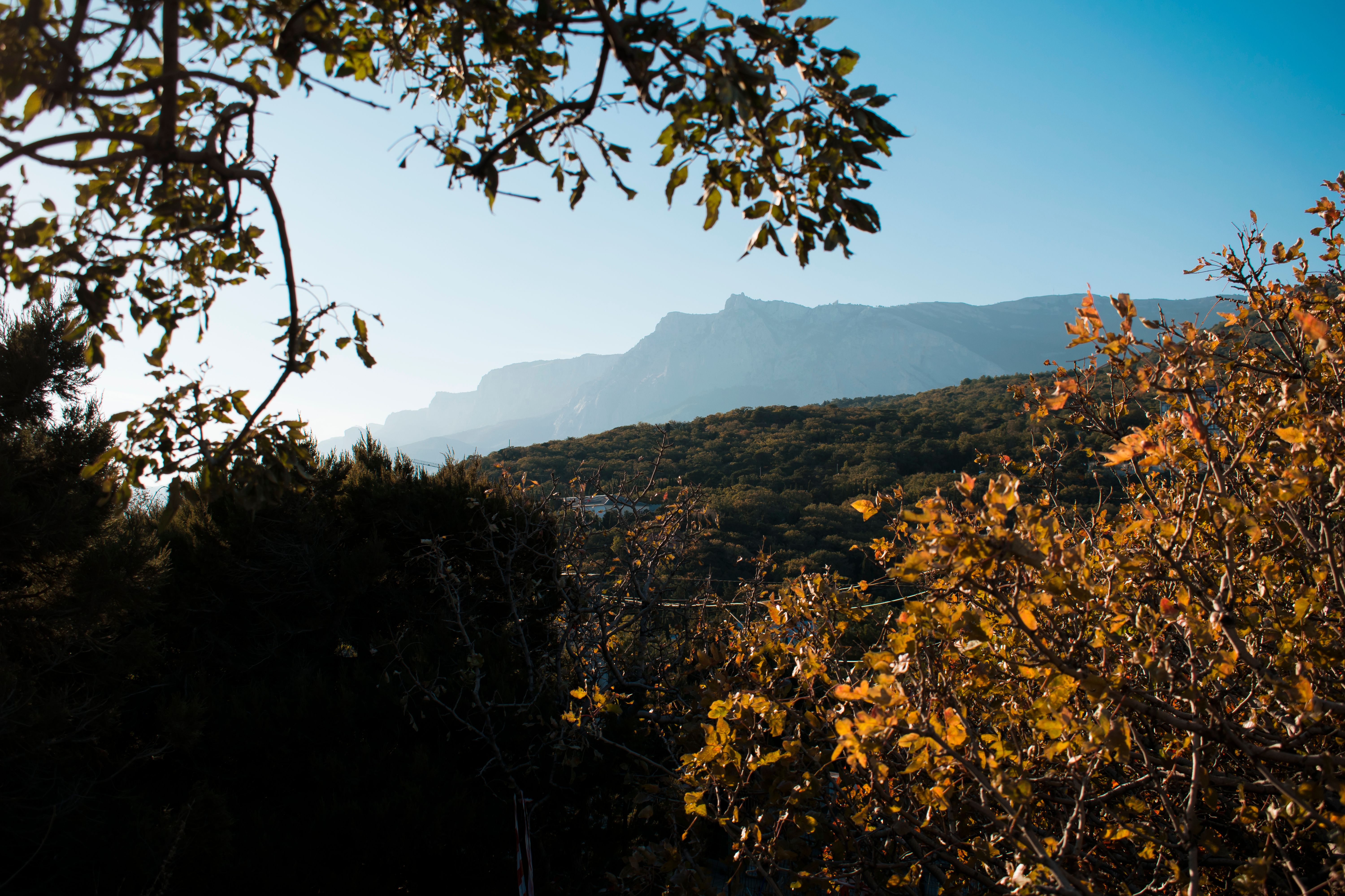 Forest and Hills behind · Free Stock Photo