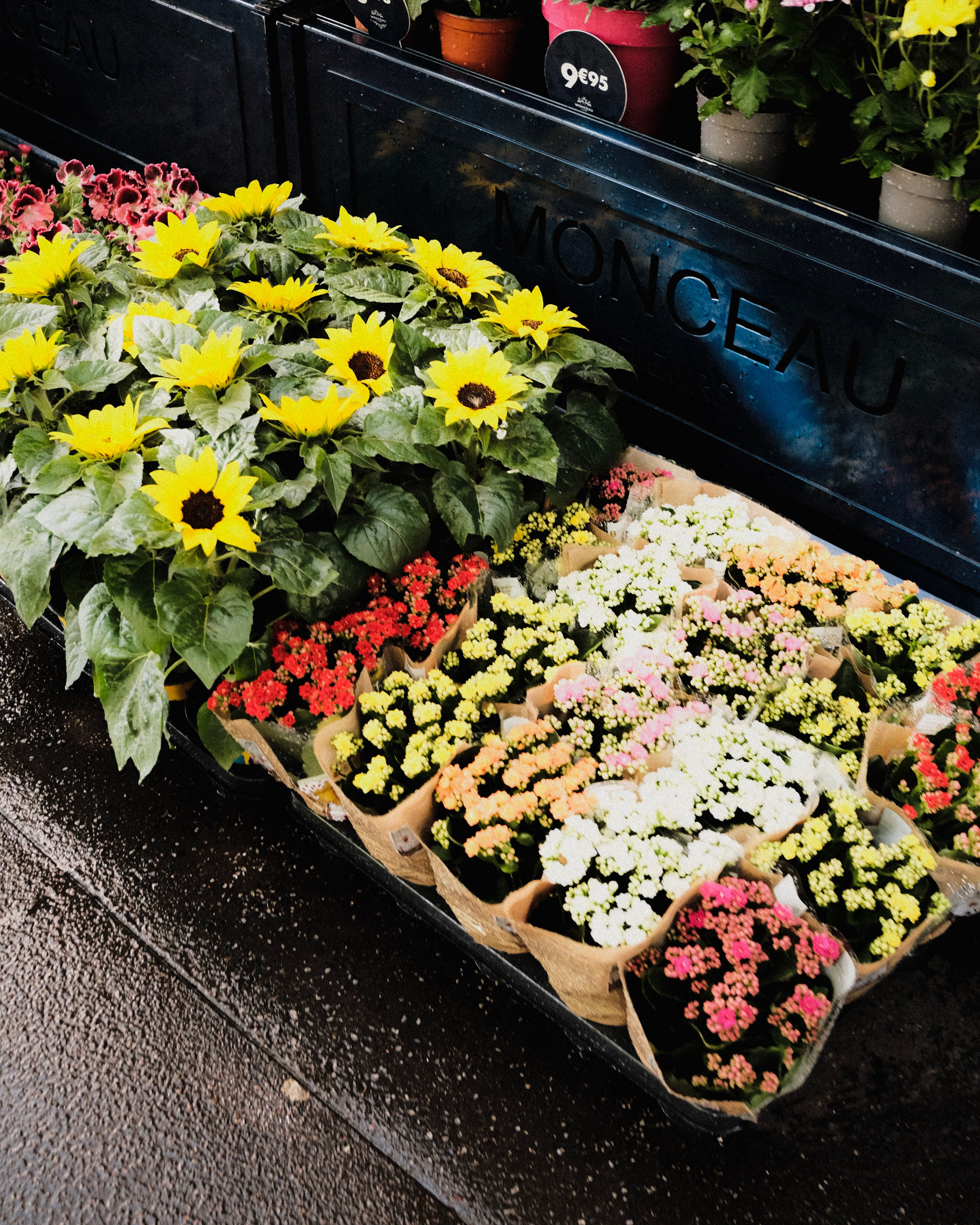 Pots and Bunches of Flower at a Market Stall · Free Stock Photo