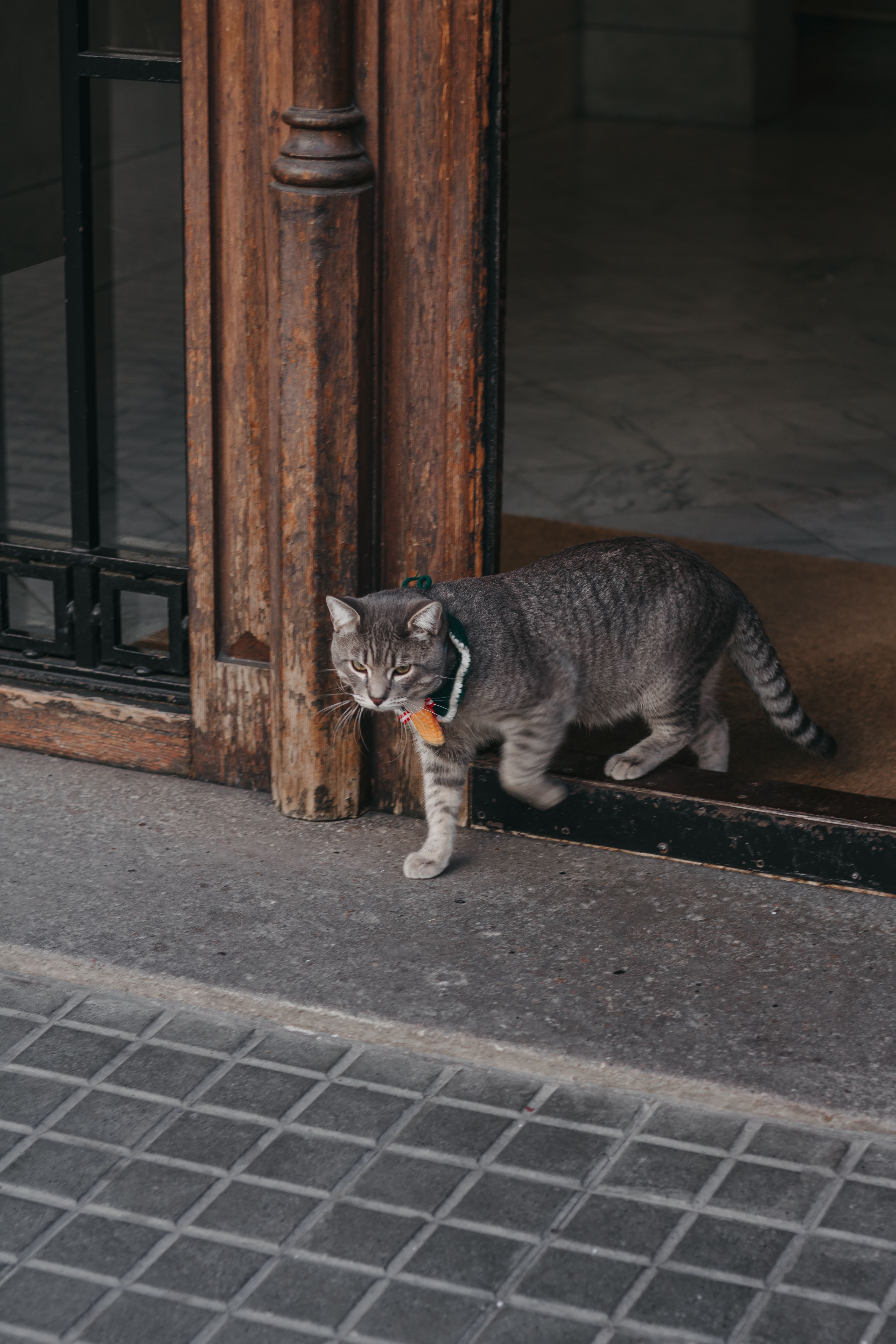 Animal Sill Photos, Download The BEST Free Animal Sill Stock Photos ...