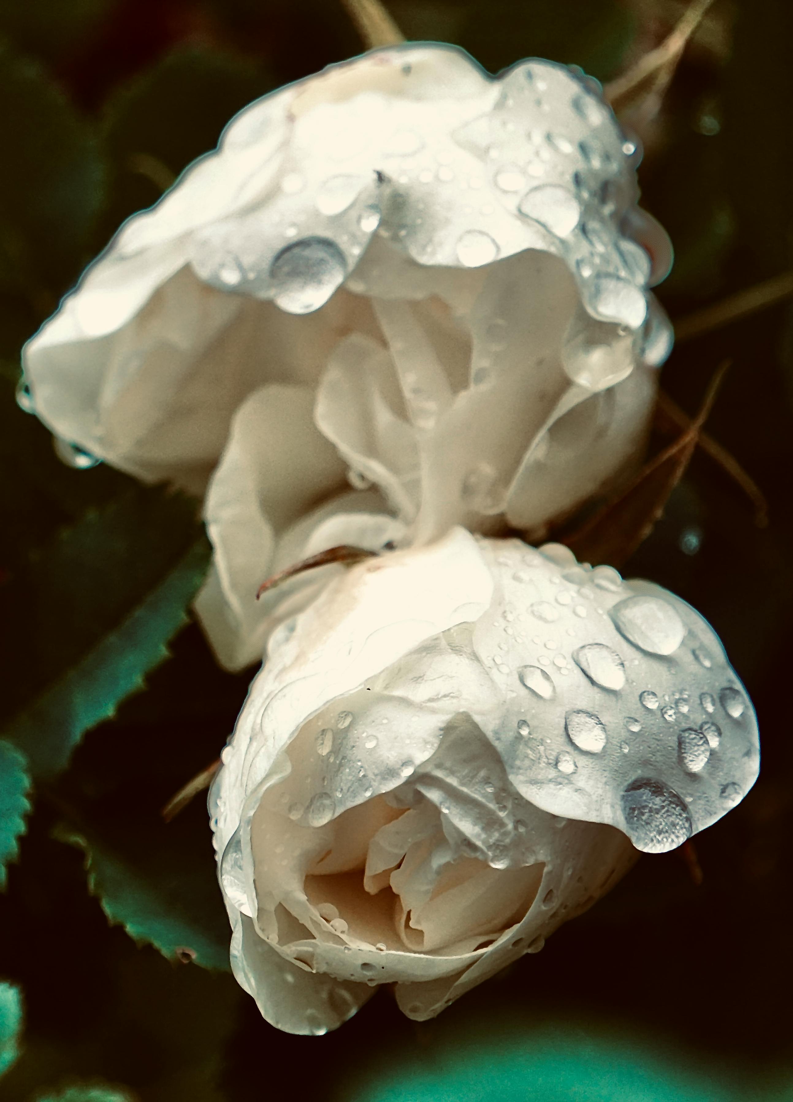 Wet Roses in Garden · Free Stock Photo