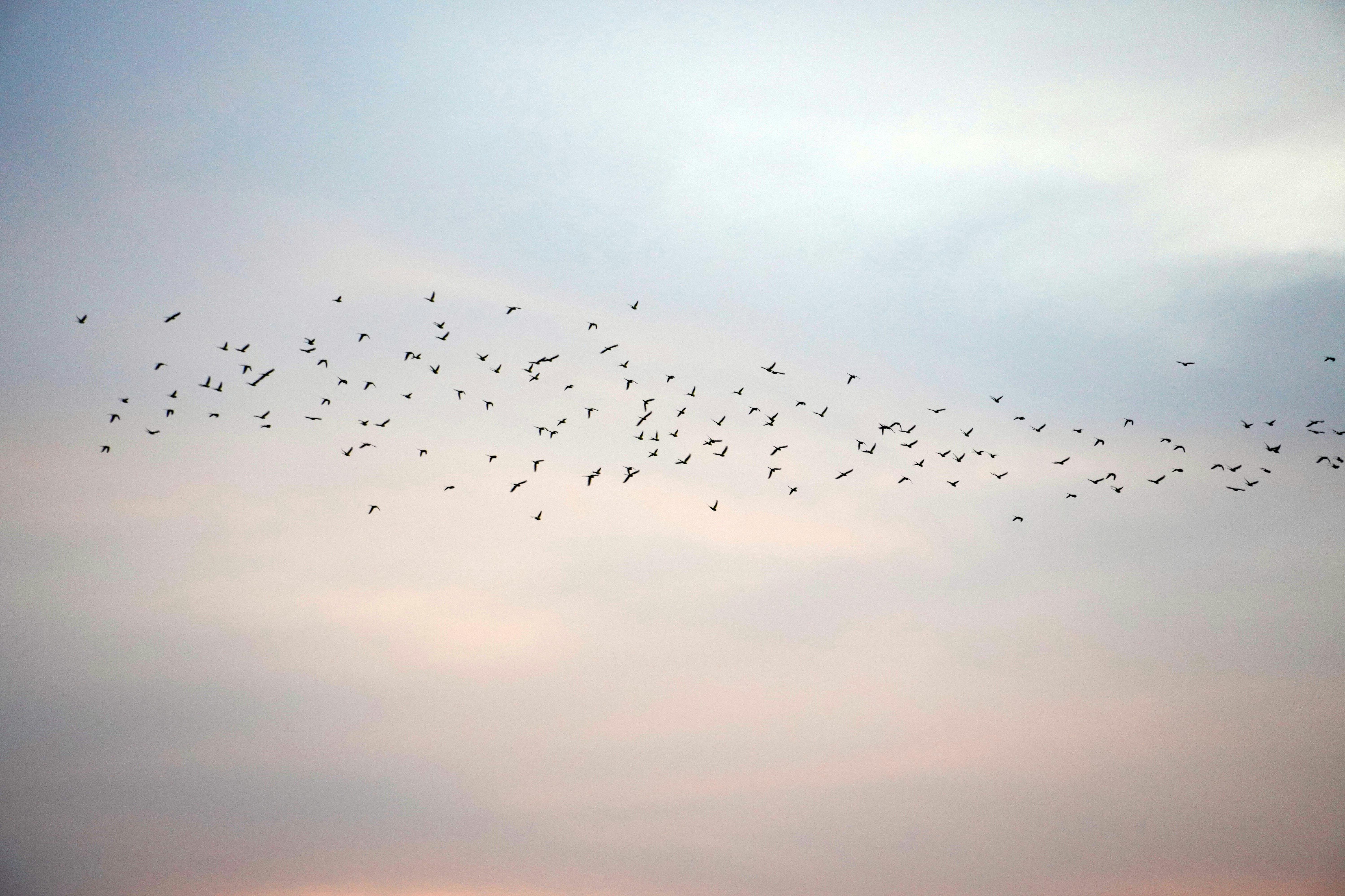 Flock of Birds Flying Under Clear Sky · Free Stock Photo