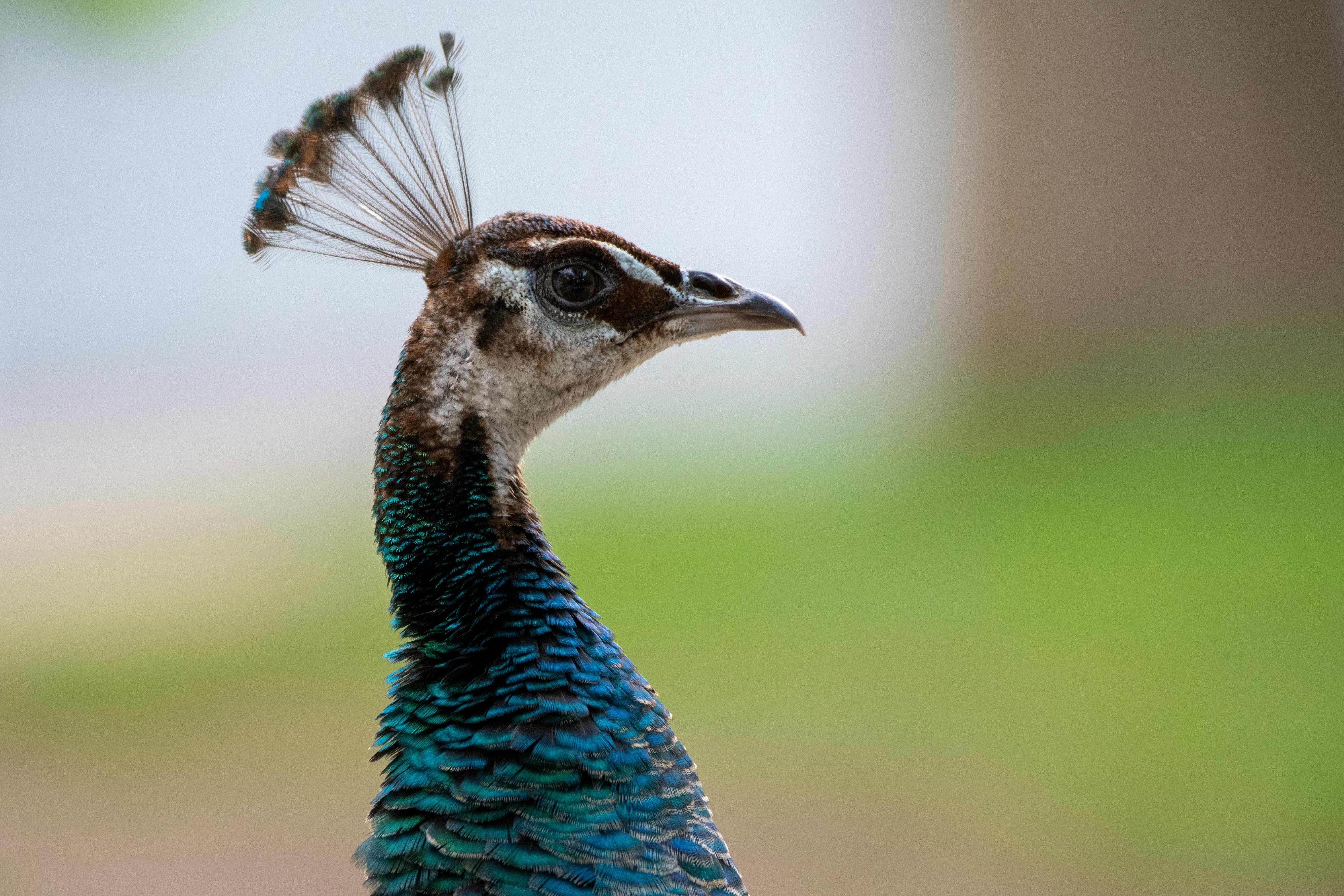 Majestic and Graceful Peacock · Free Stock Photo