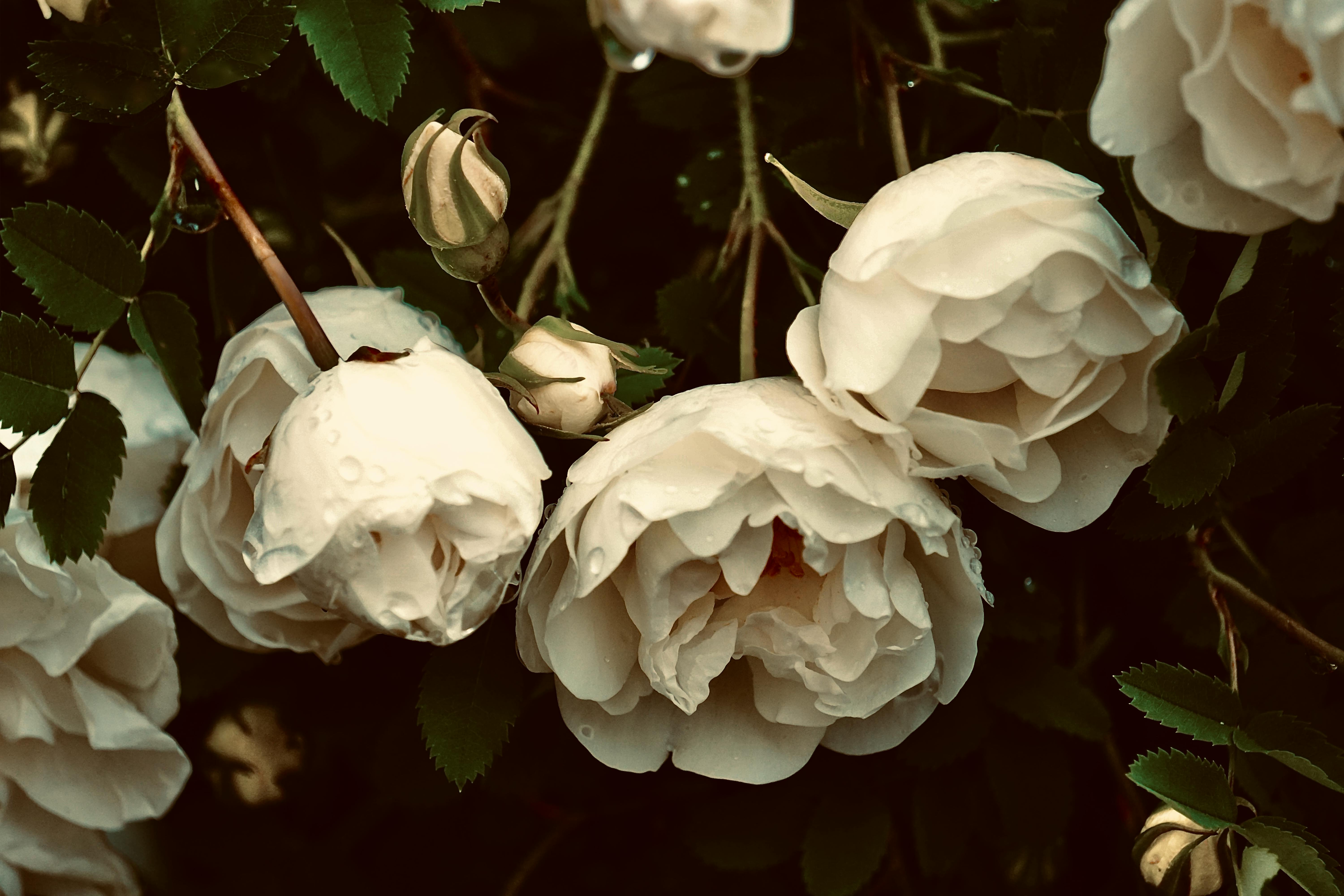 Selective Focus Photography of Flowers · Free Stock Photo