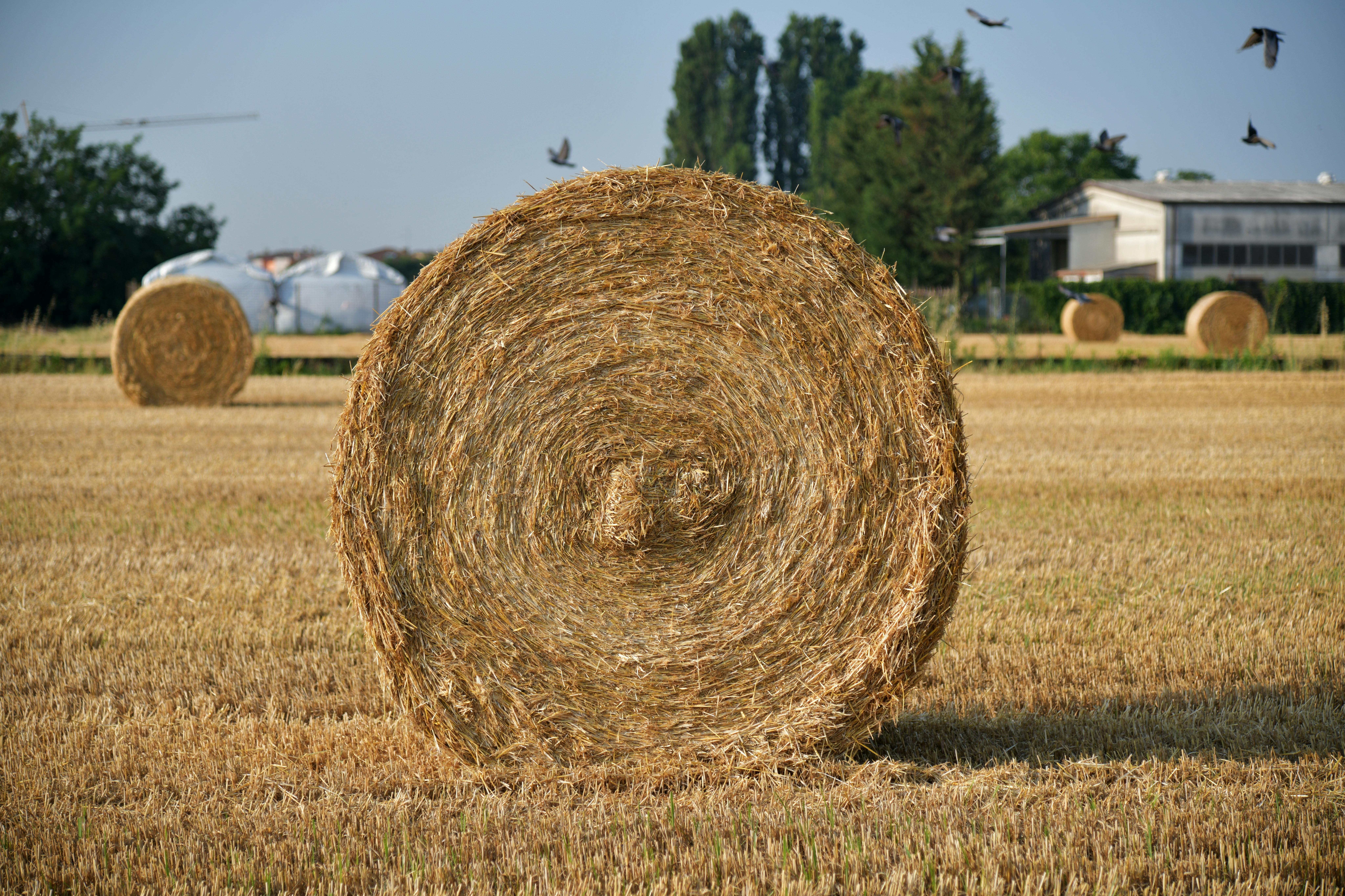 Close Up Photo of Round Haybale · Free Stock Photo