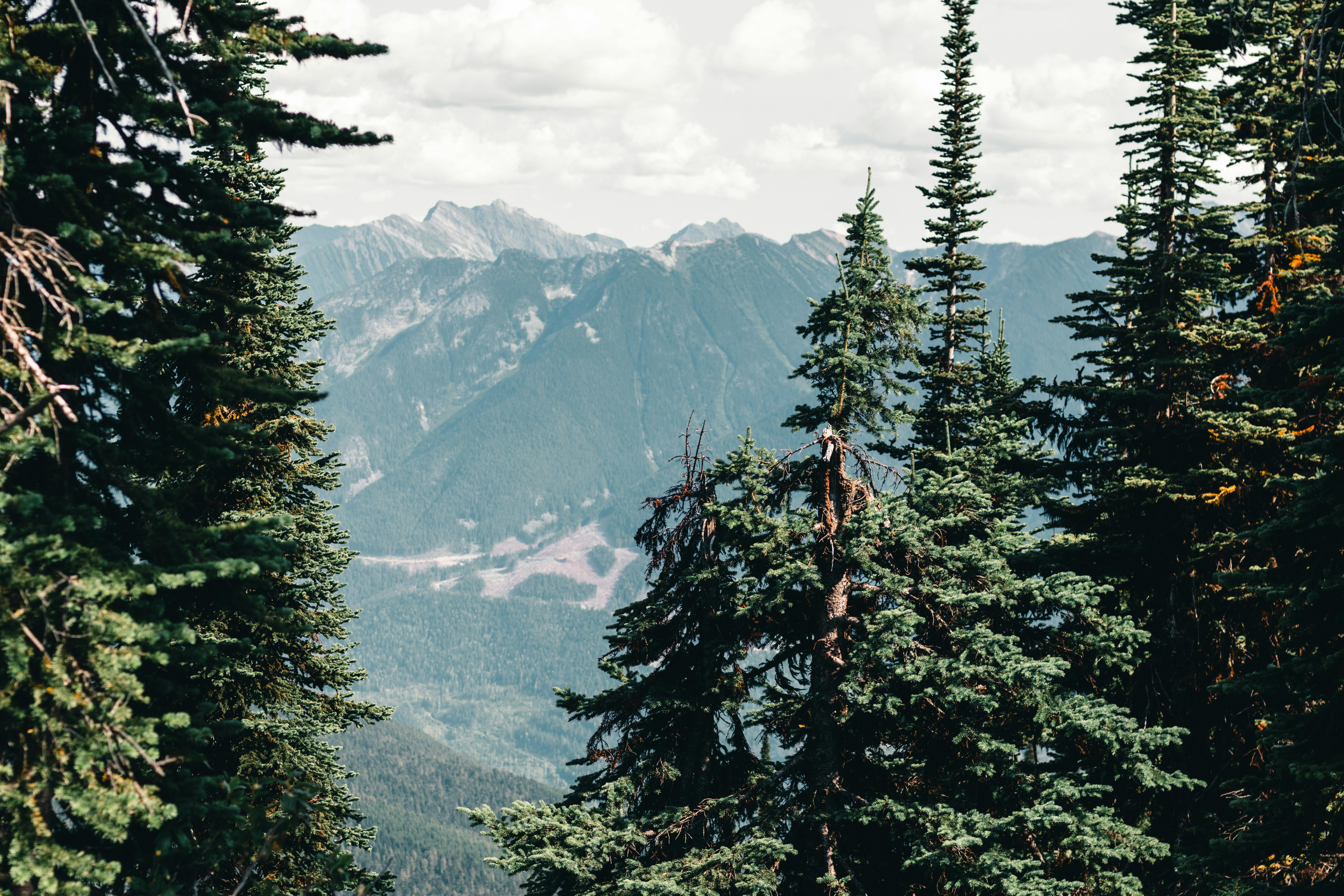 Trees Near Mountain Ranges · Free Stock Photo