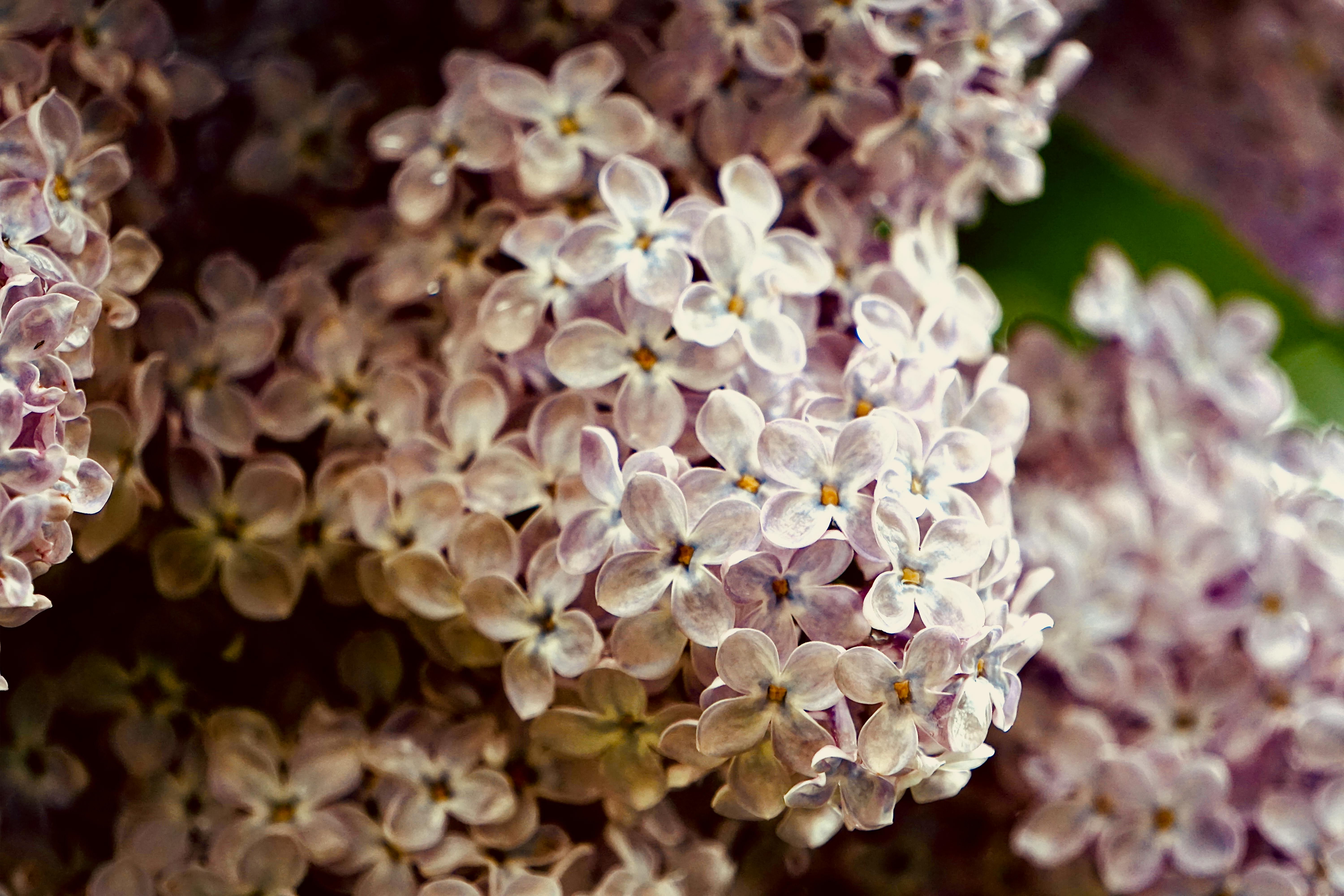 Close Up Photo of Purple Flowers · Free Stock Photo