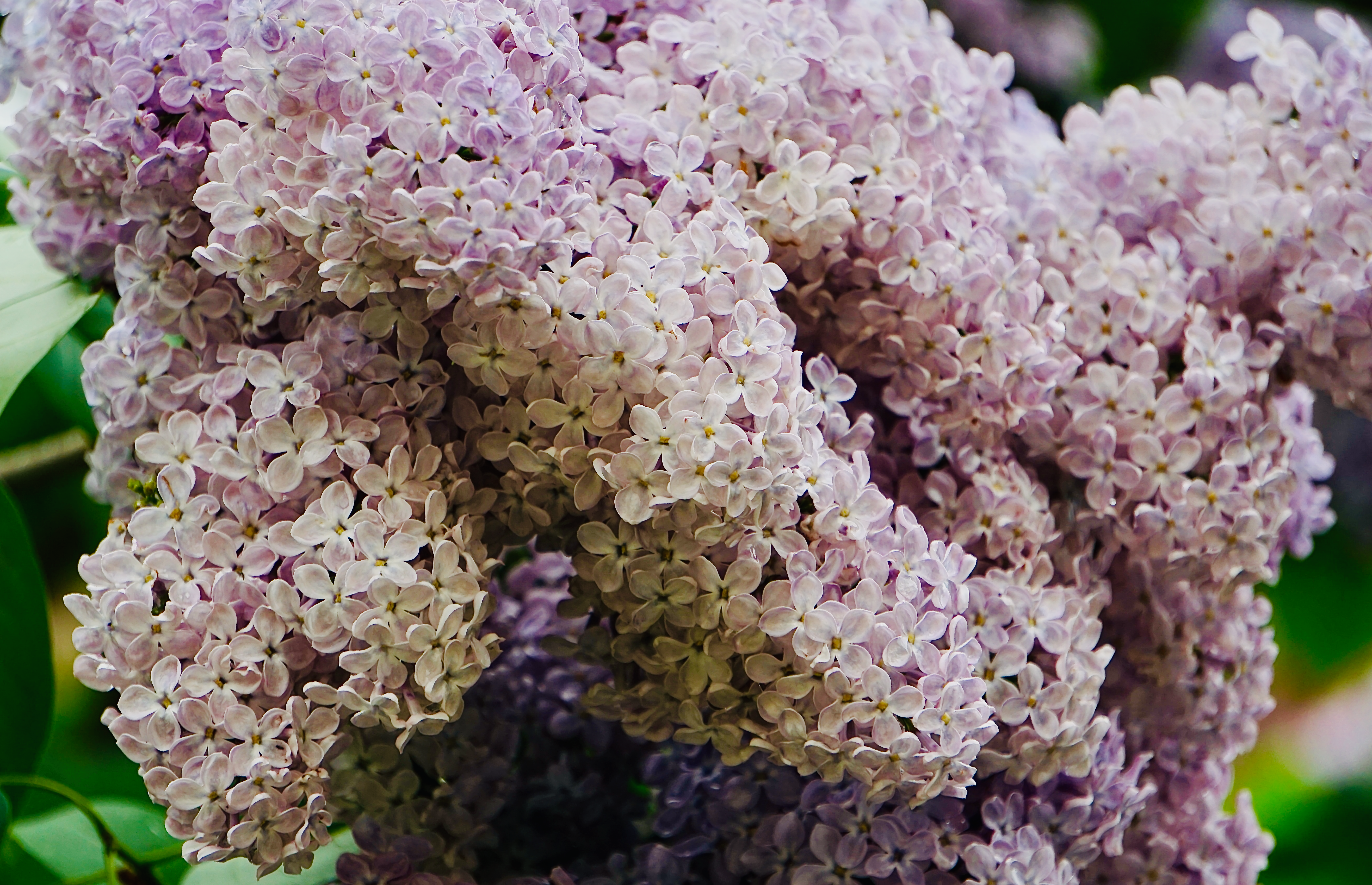Close Up Photo of Common Lilac · Free Stock Photo