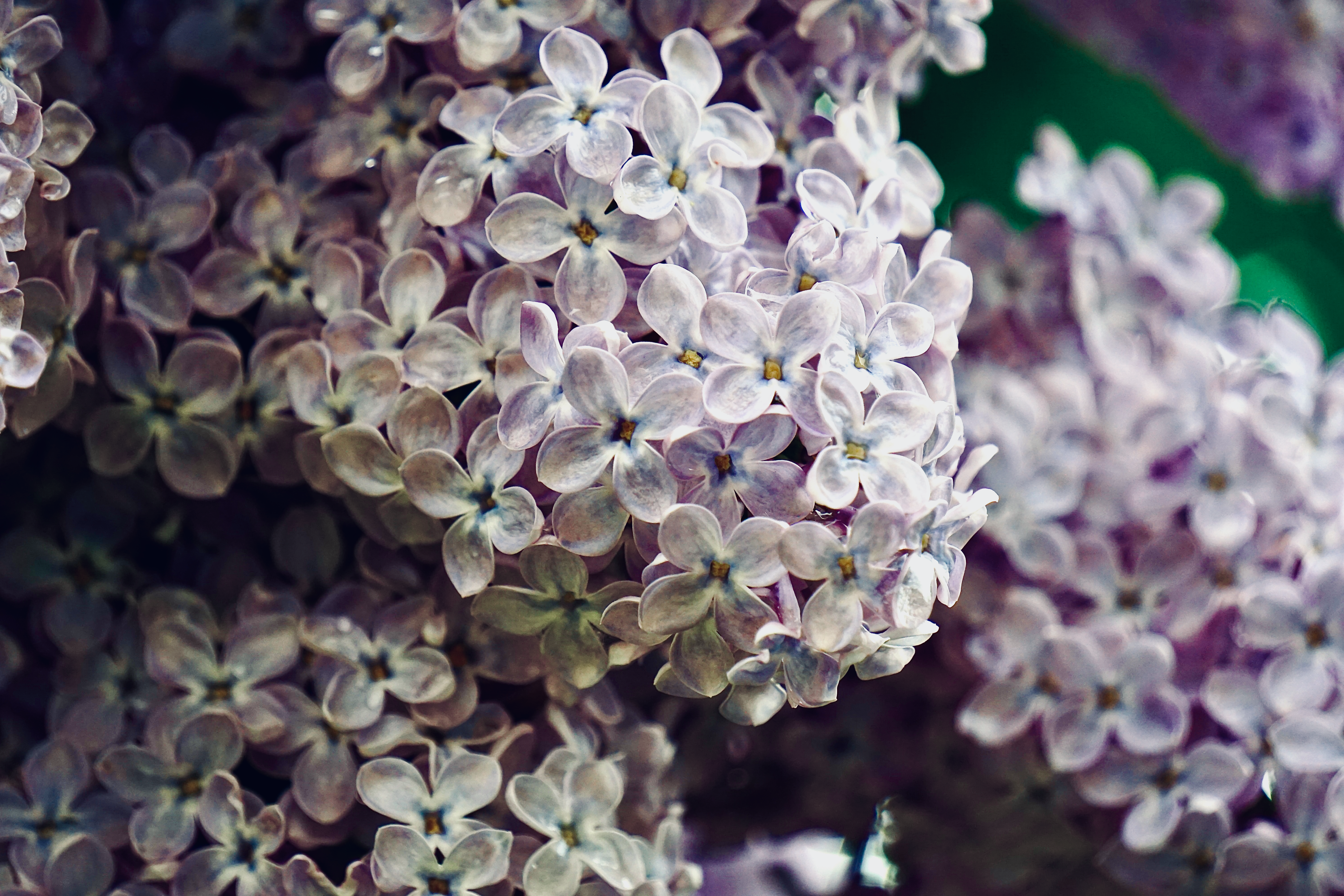 Close Up Photo of Common Lilac · Free Stock Photo