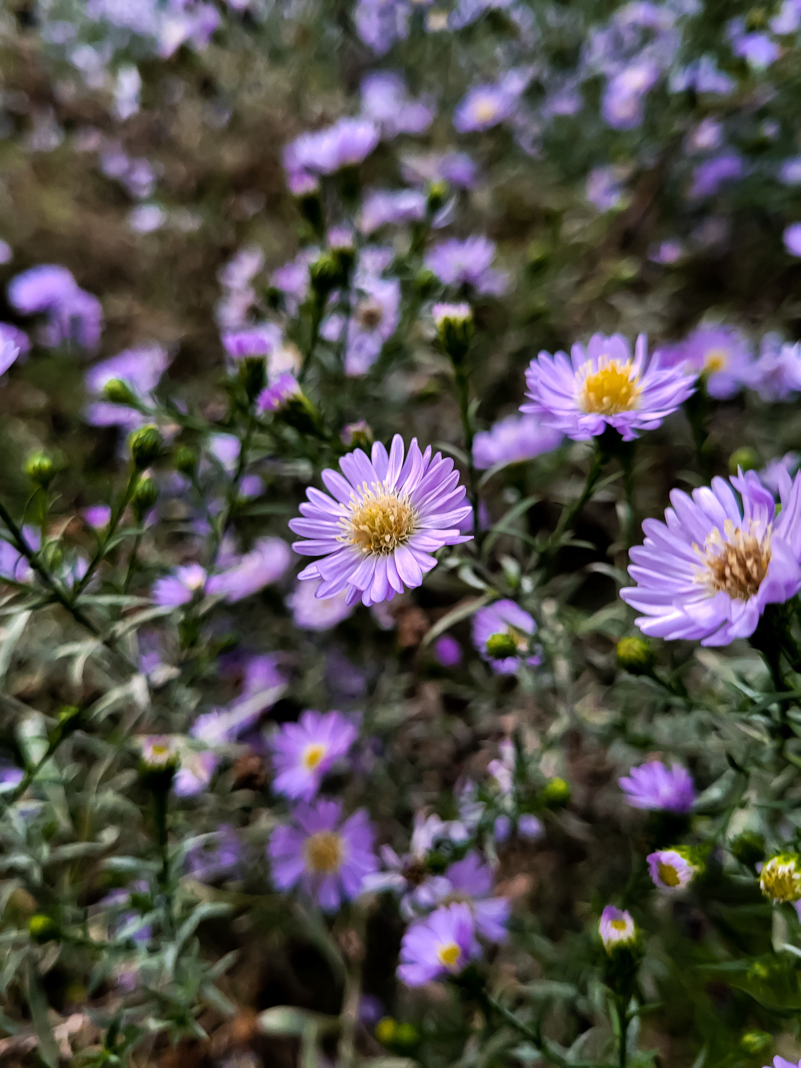 Purple Flower · Free Stock Photo