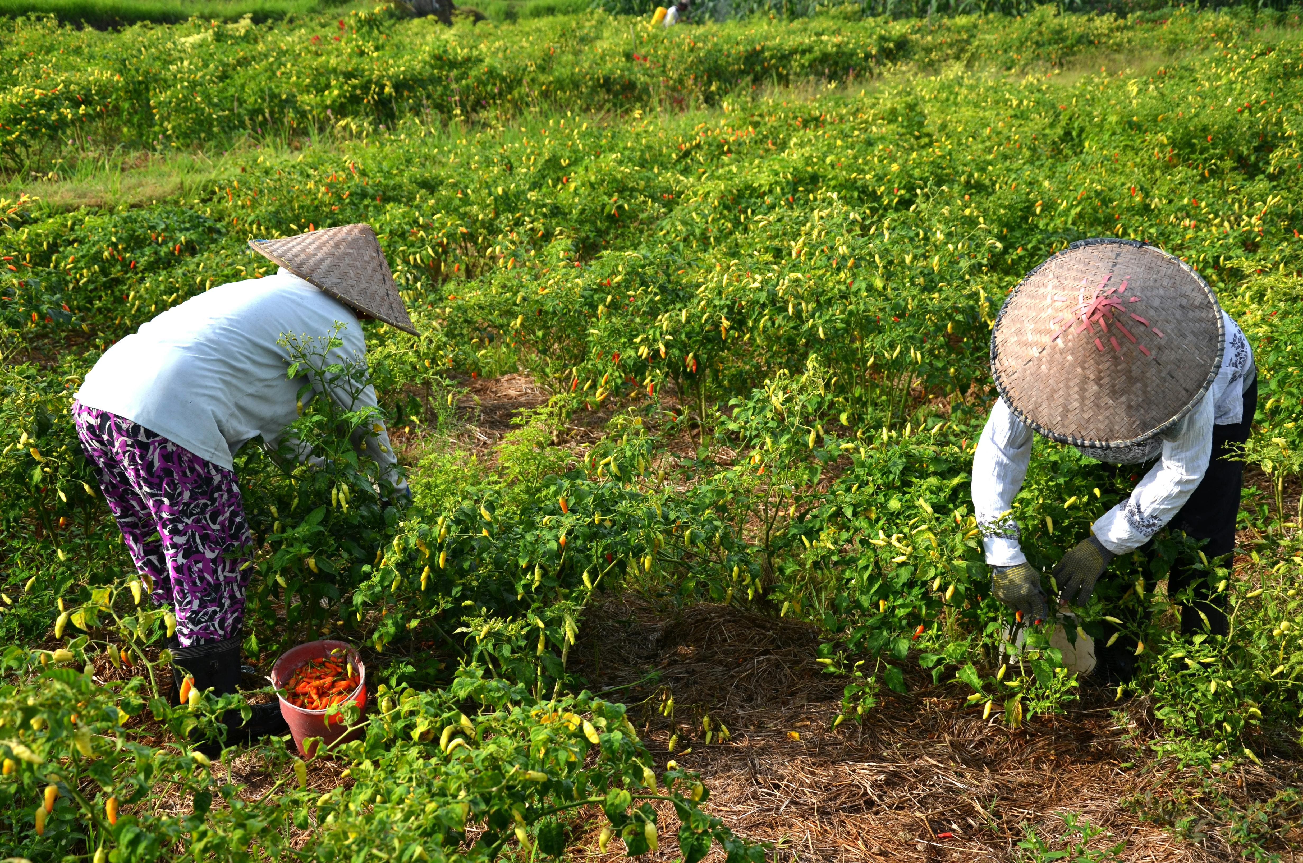 Women Gathering Crops · Free Stock Photo