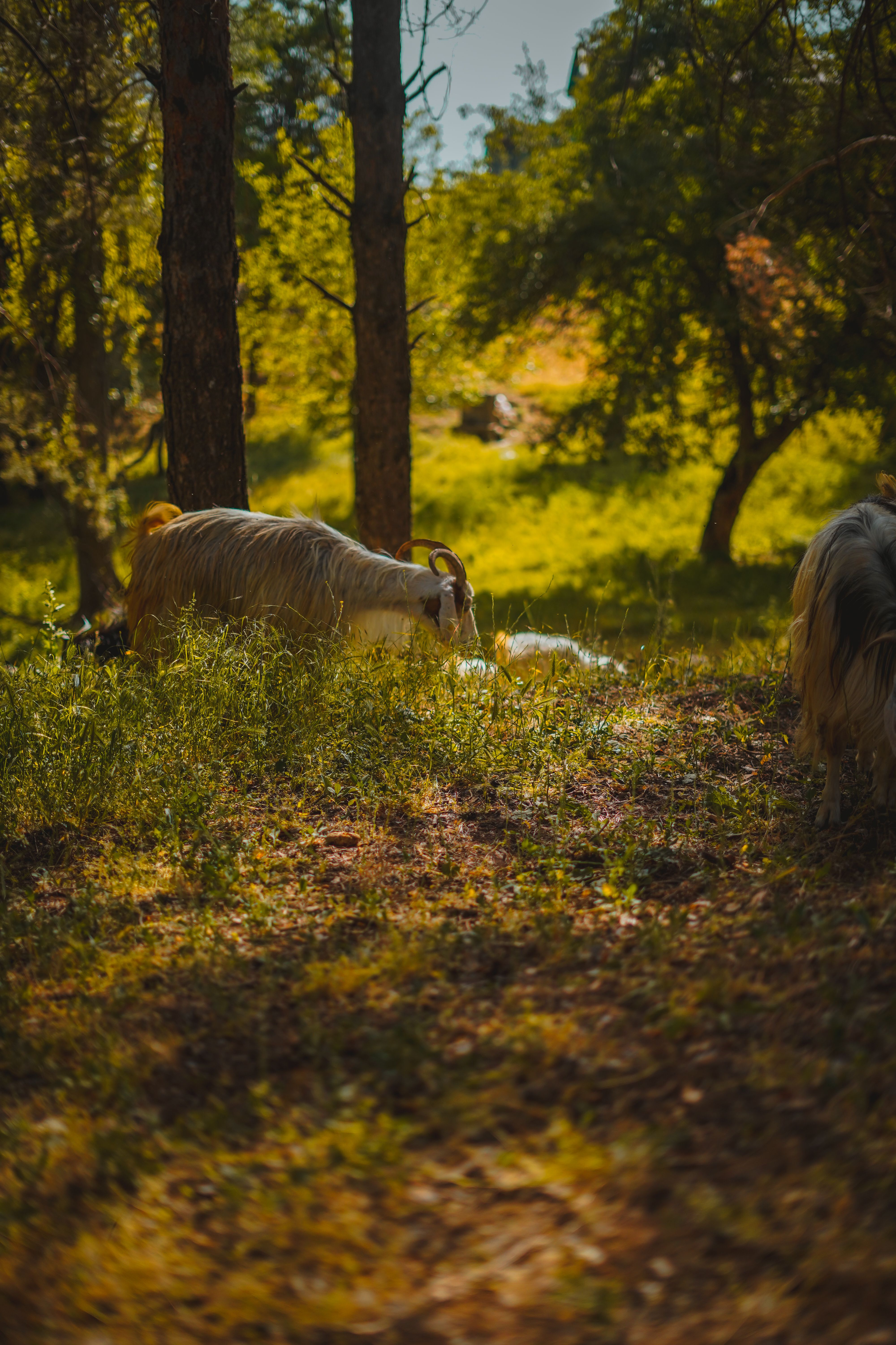 A Goat in a Forest · Free Stock Photo