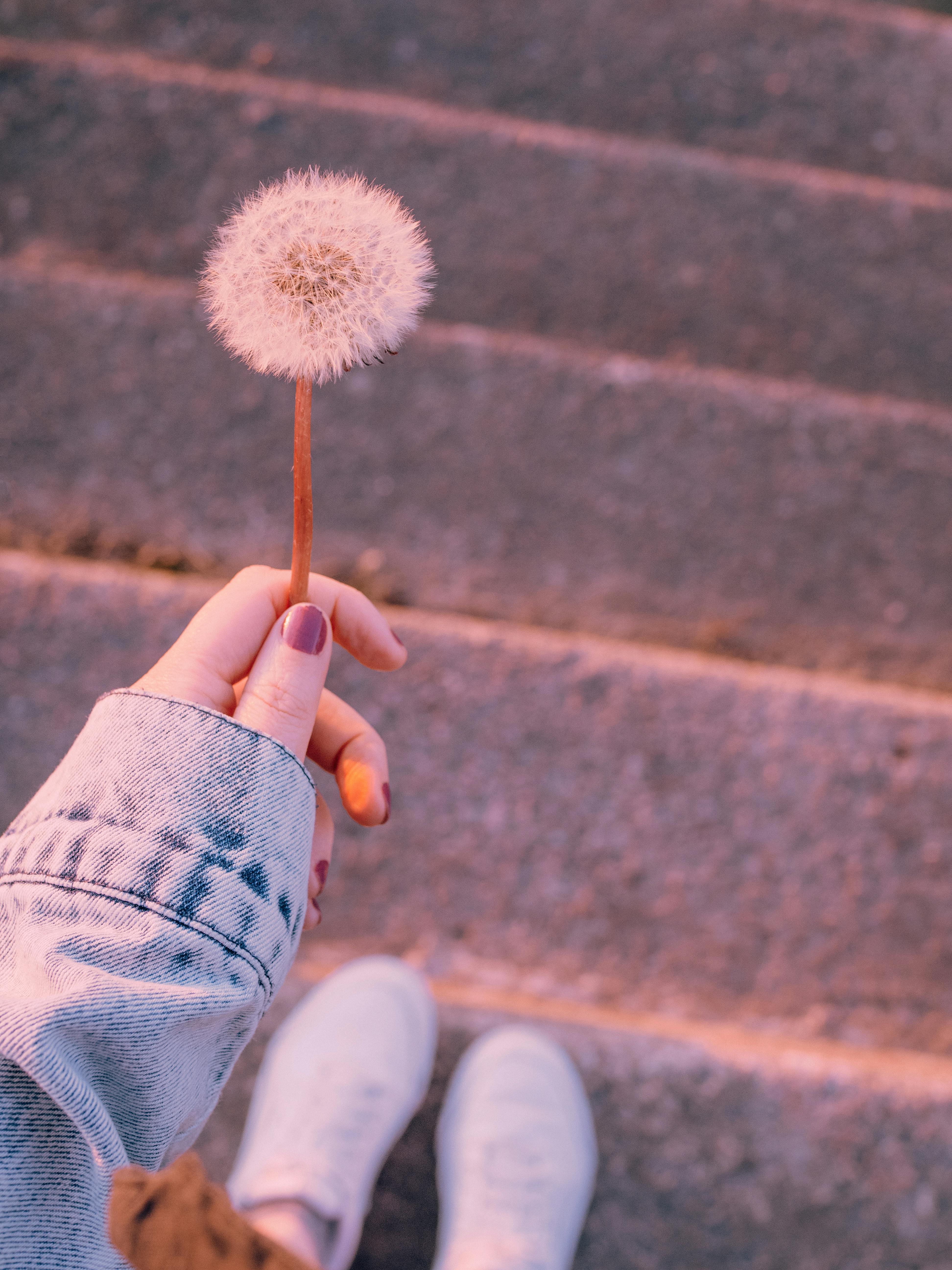 Dandelon in Female Hands · Free Stock Photo