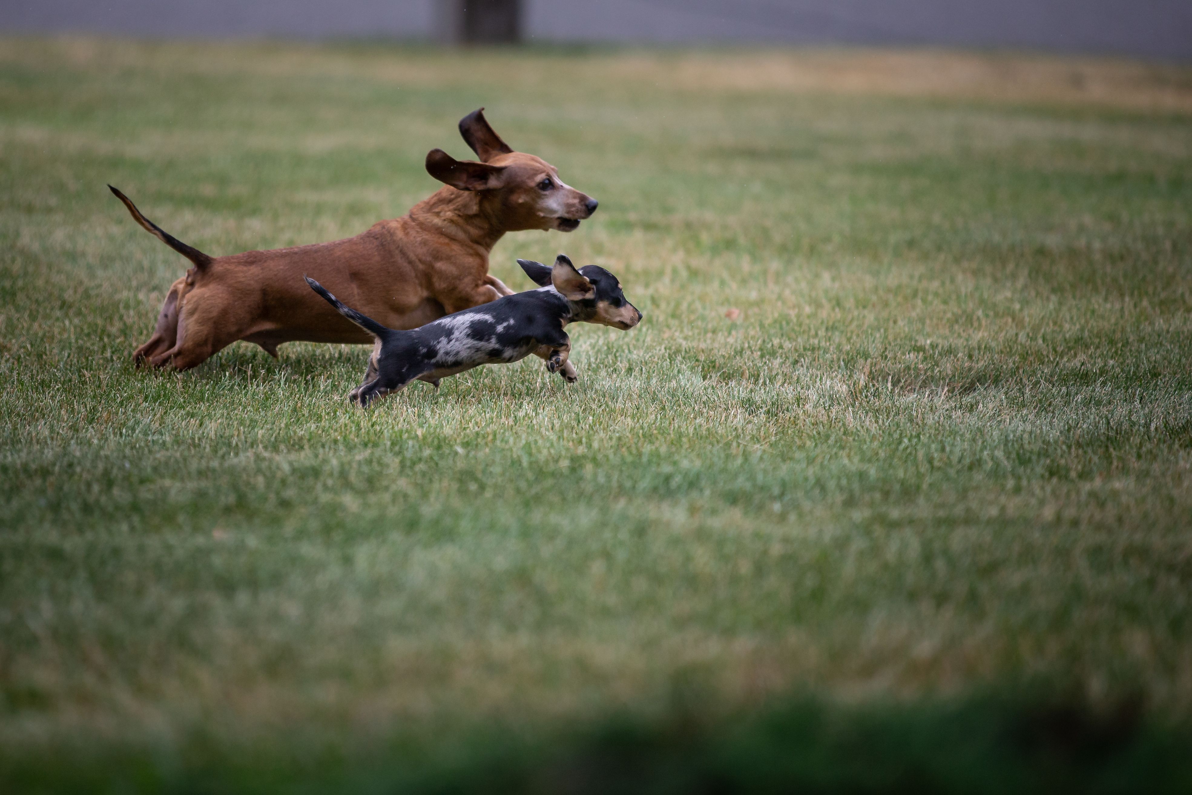Free stock photo of dachshund, dog outside, fun