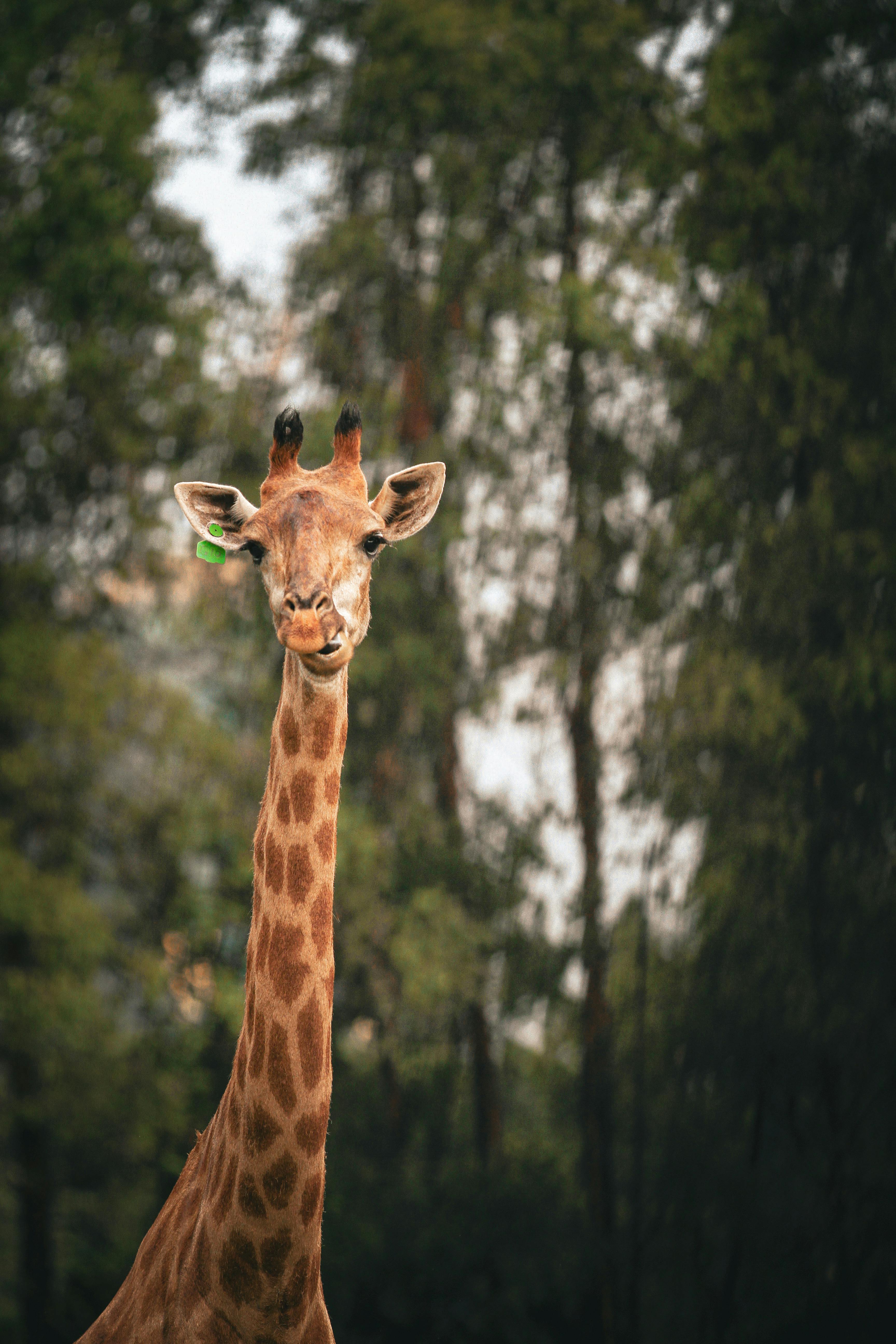 A Long Neck Giraffe in Side View · Free Stock Photo