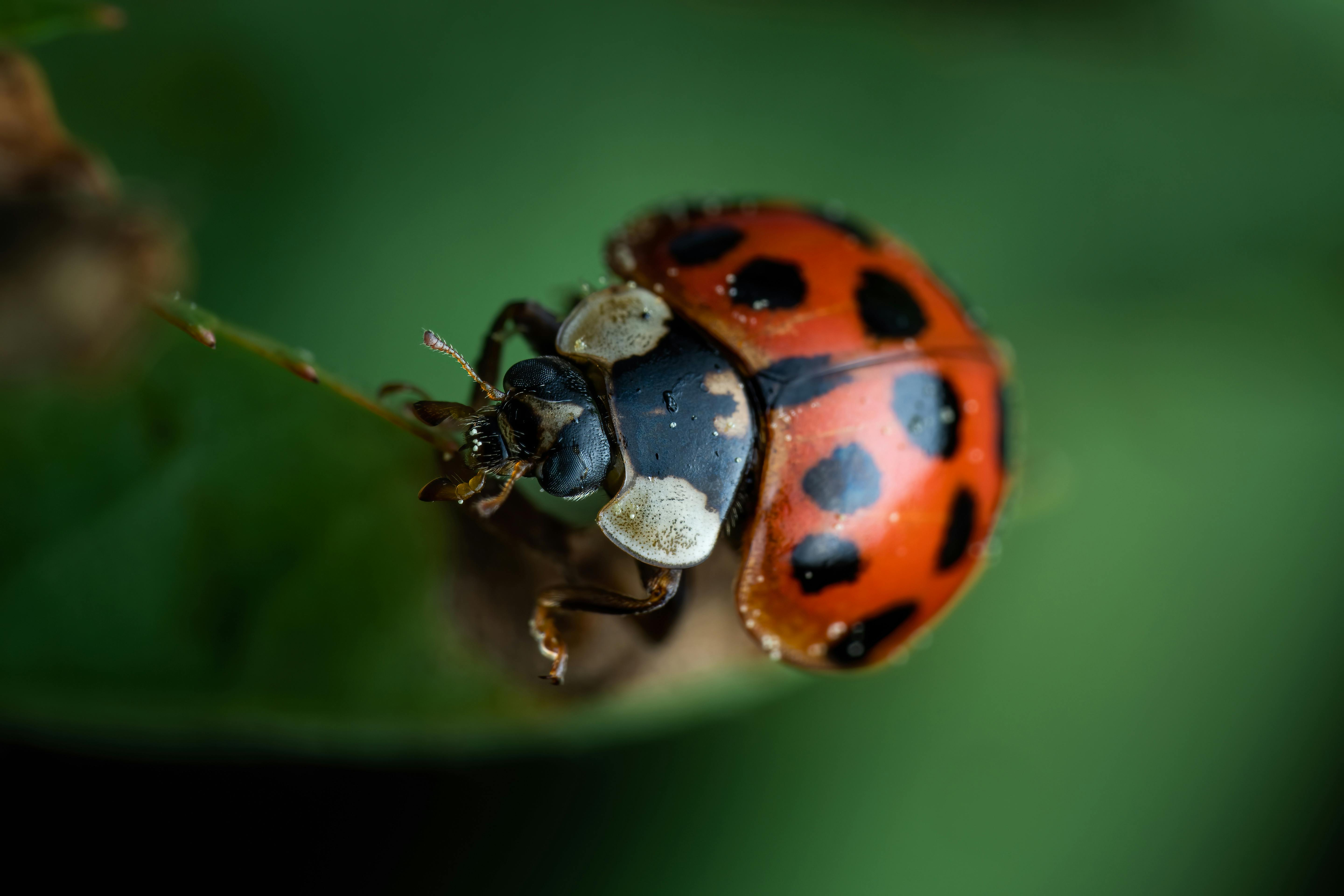 Close-up Photography of Ladybug · Free Stock Photo