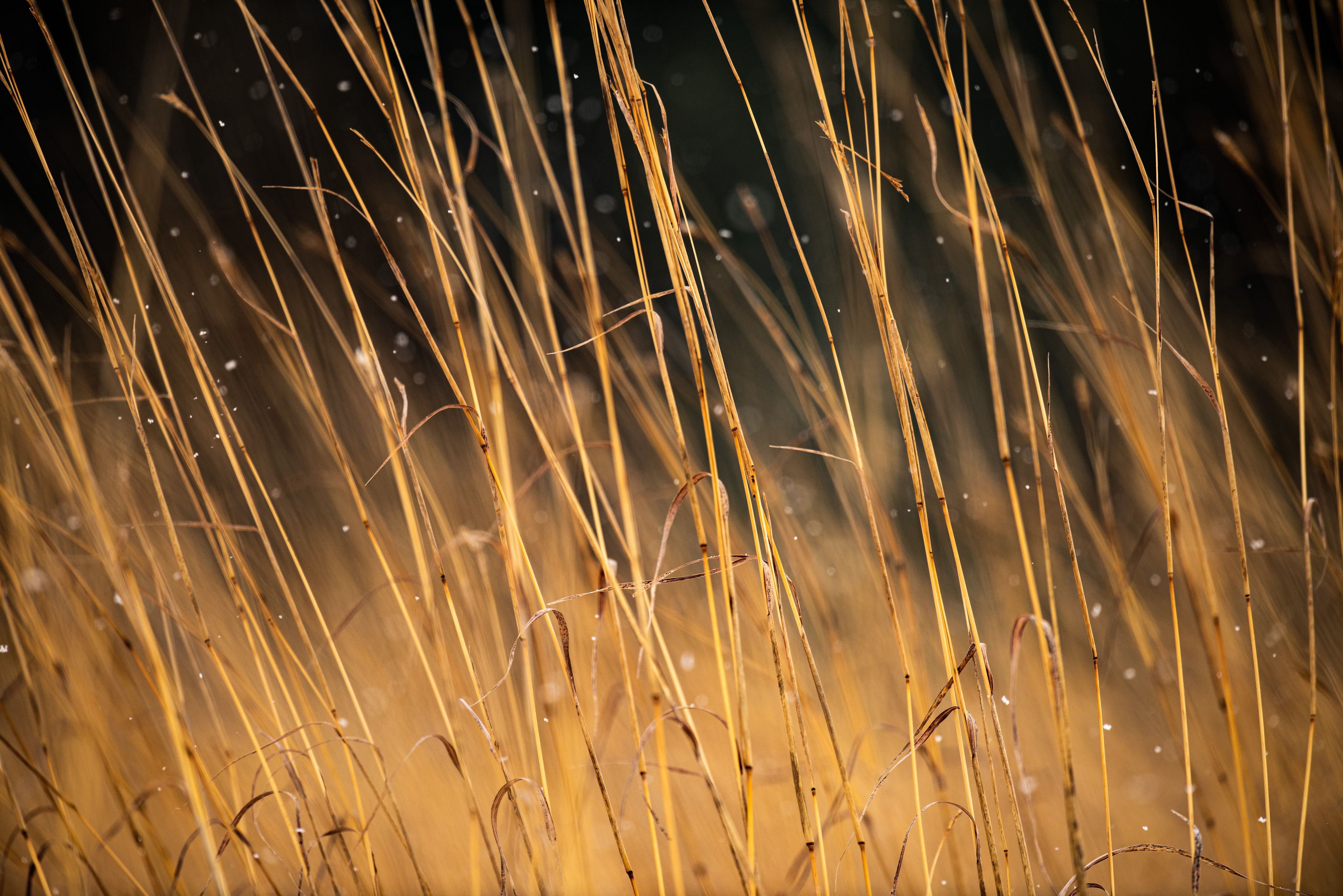 Wadena Photos, Download The BEST Free Wadena Stock Photos & HD Images