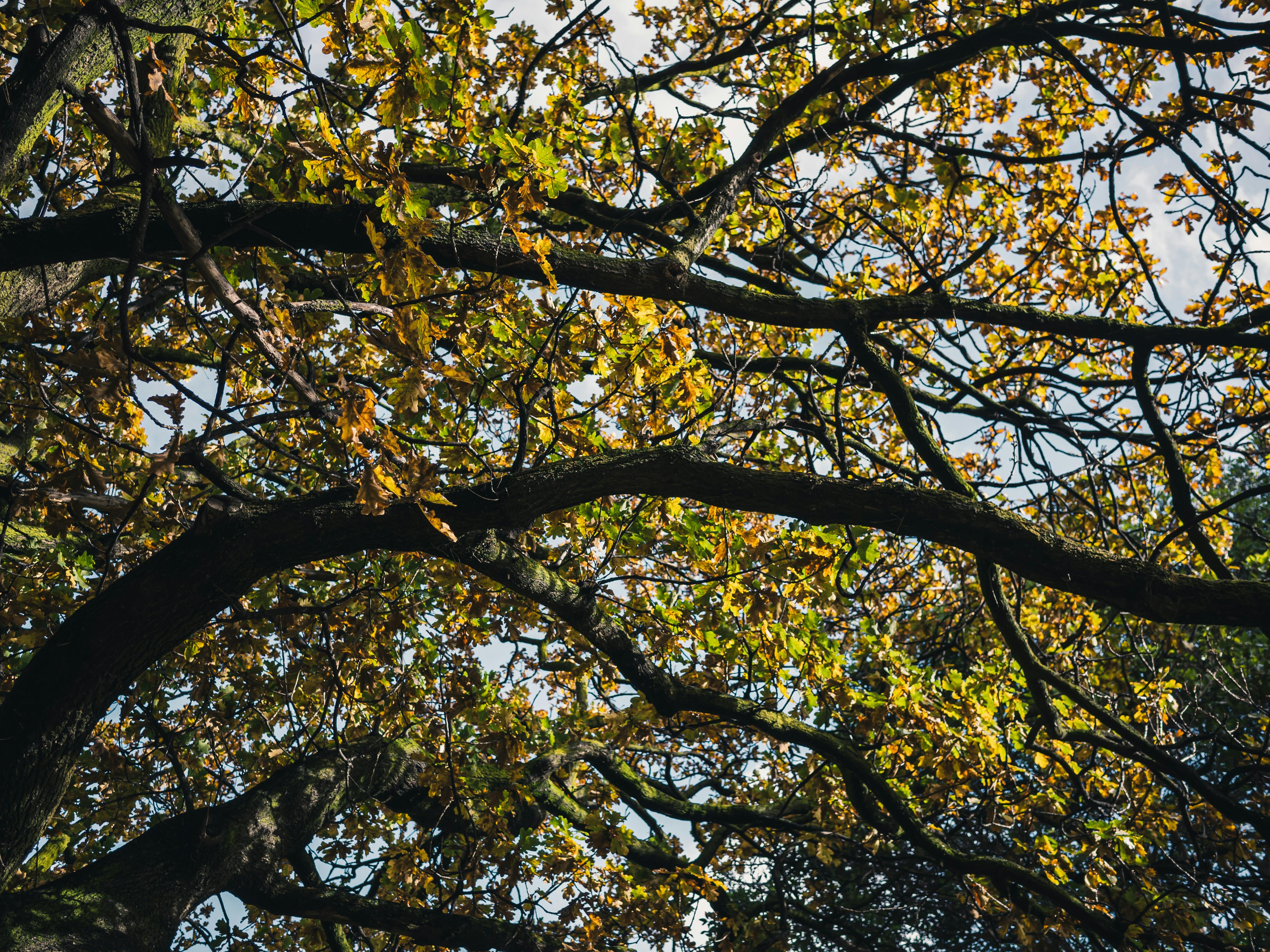 Green Trees Under Nimbus Clouds · Free Stock Photo
