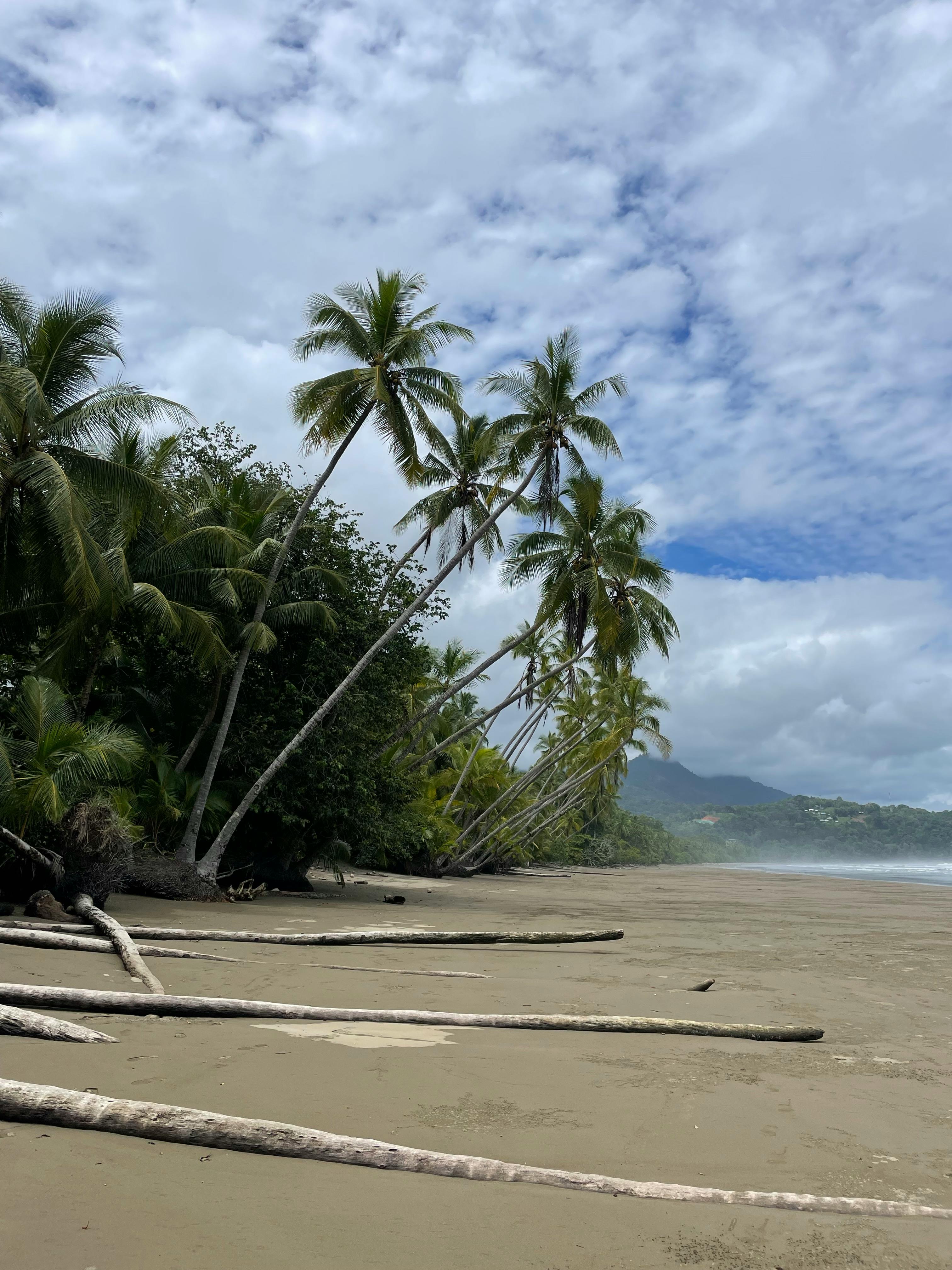 Palm Trees at the Beach · Free Stock Photo