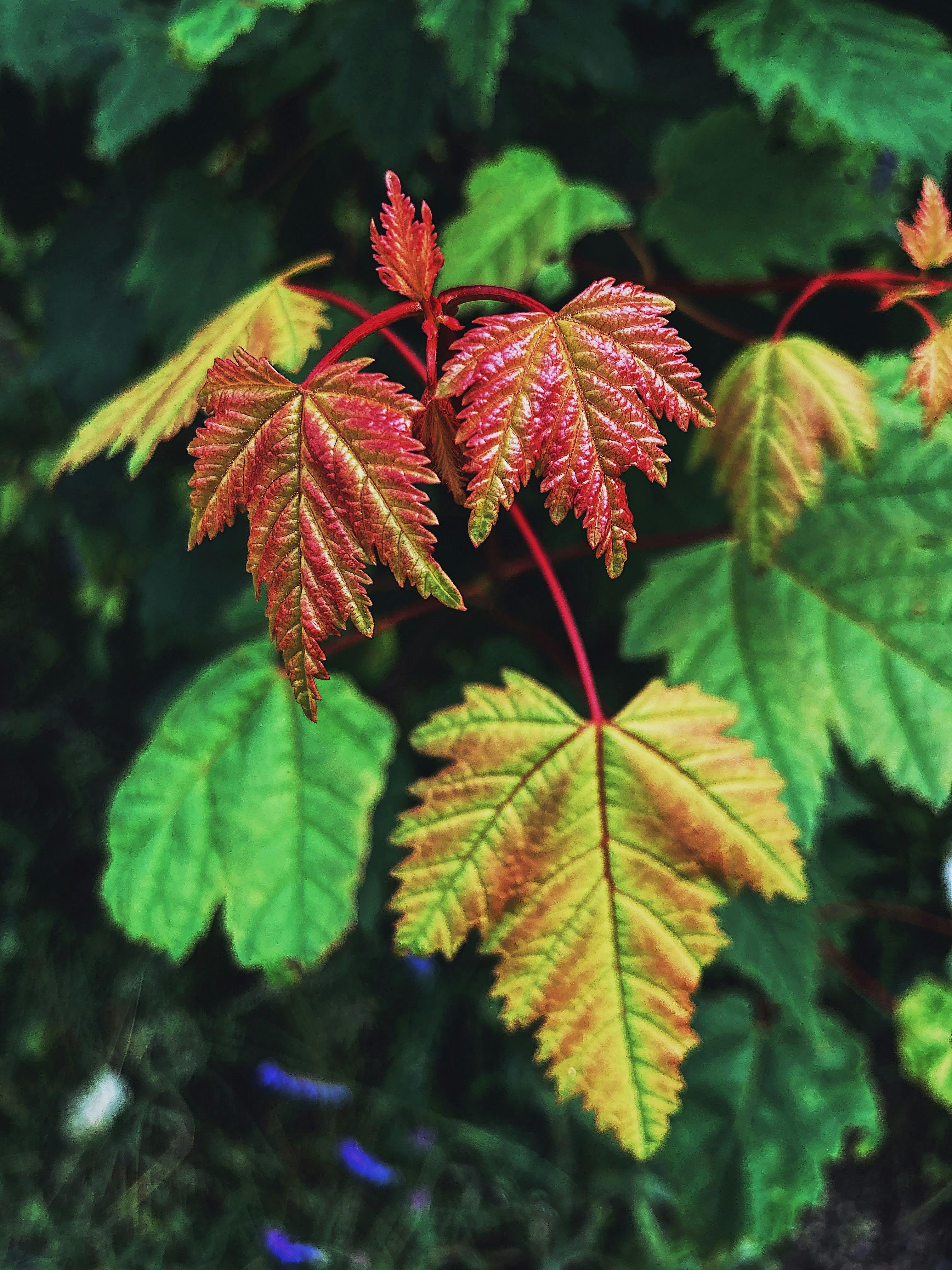 Close-Up Shot of Leaves · Free Stock Photo