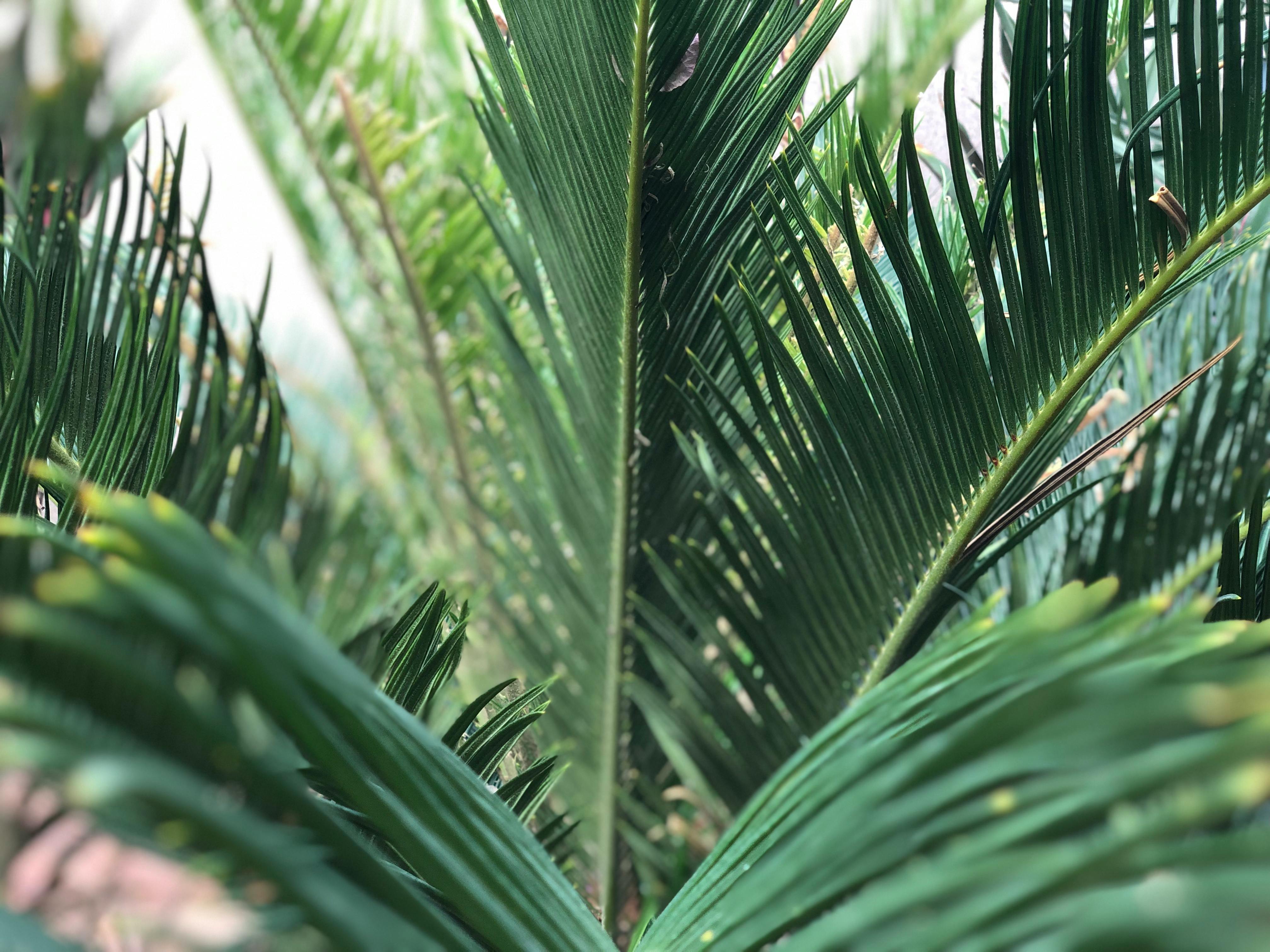 Beautiful Woman under a Tree · Free Stock Photo