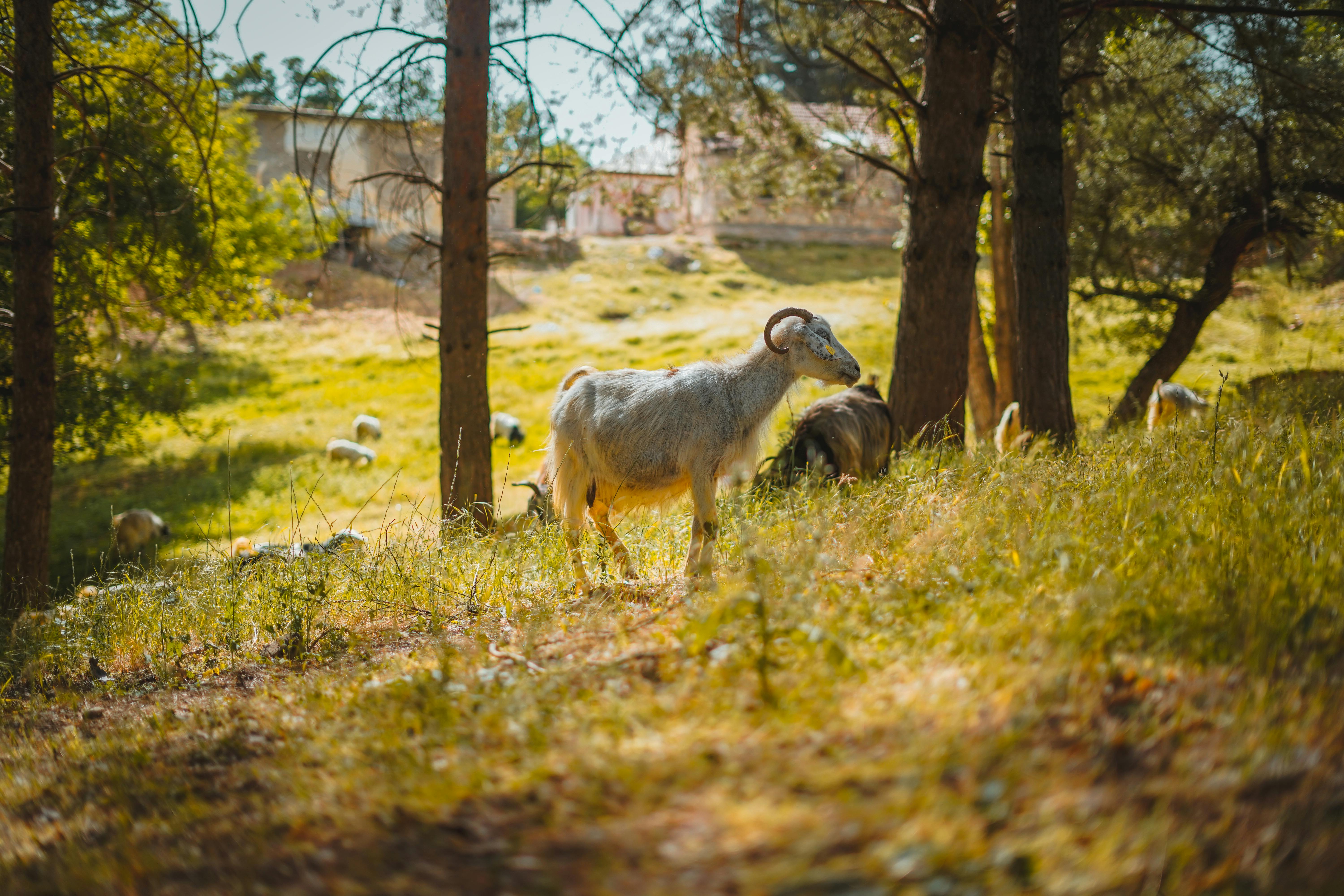 Changthangi on Green Grass Field · Free Stock Photo