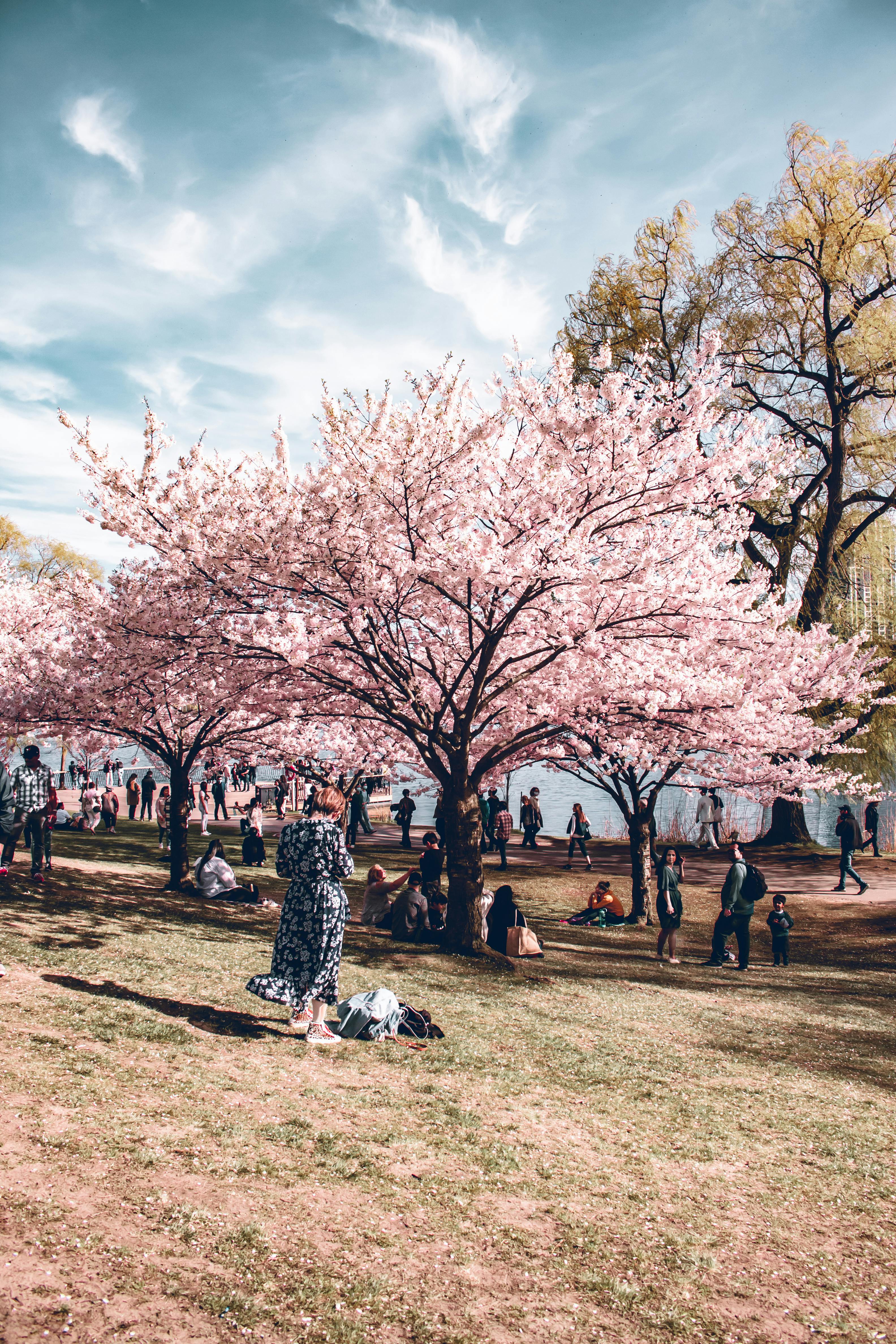 People Enjoying Cherry Blossoms Season in the Park · Free Stock Photo