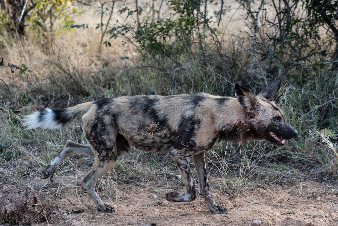 Unveiling the Elusive Dingo: Biology, Behavior, and Habitat