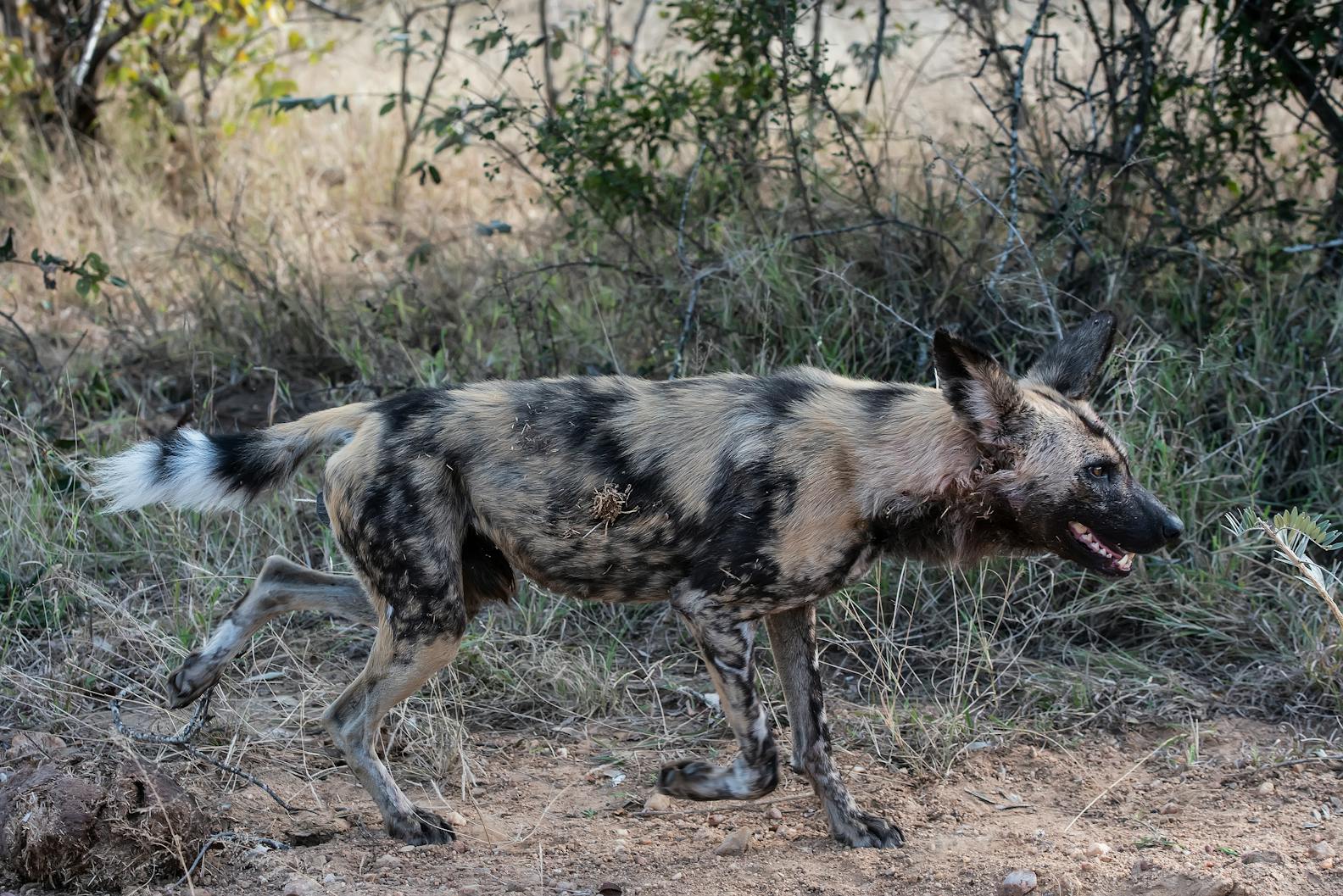 Unveiling the Elusive Dingo: Biology, Behavior, and Habitat