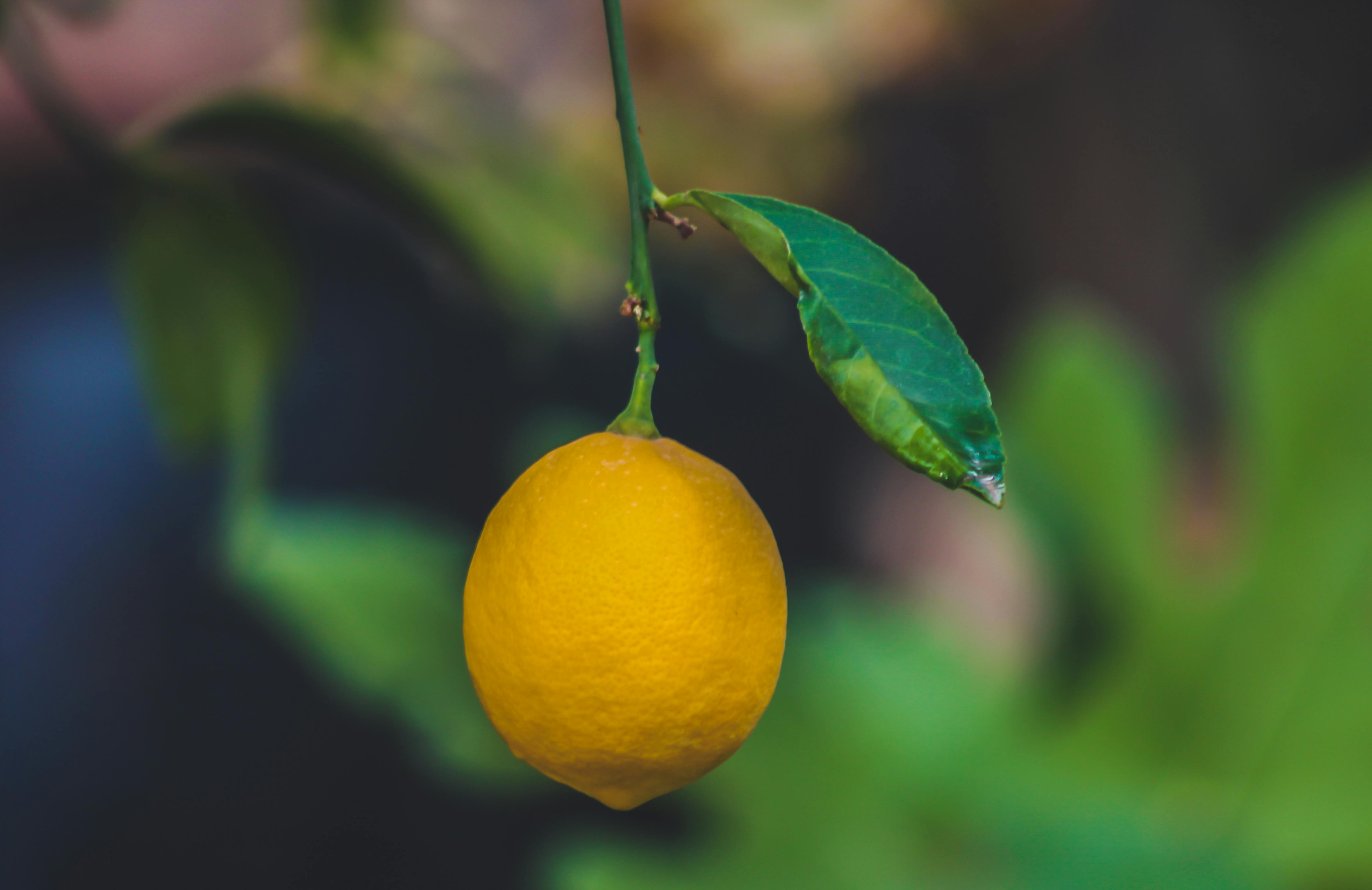 Focus Photo of a Ripe Lemon Fruit · Free Stock Photo