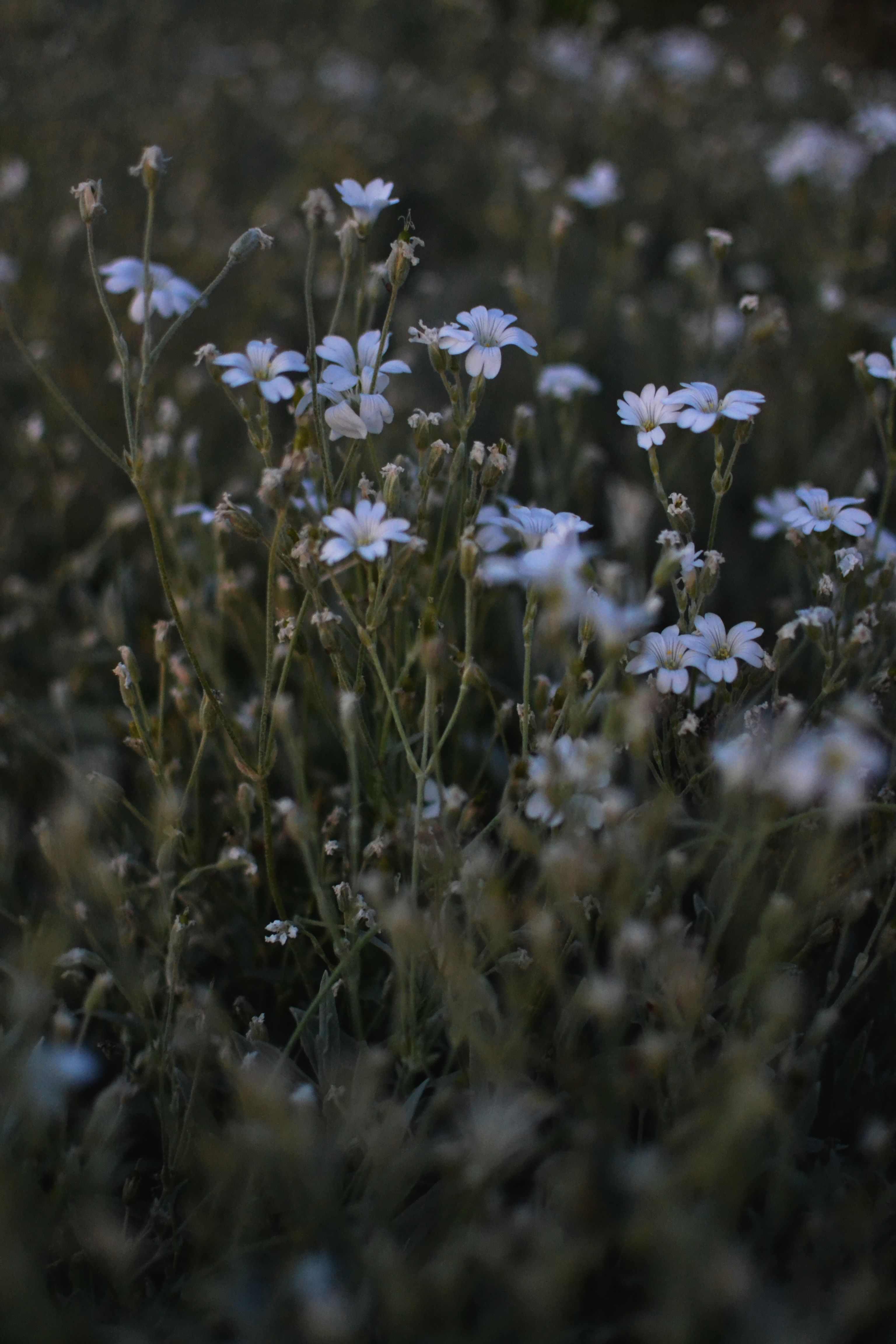 Wild Flowers in Close-up Shot · Free Stock Photo