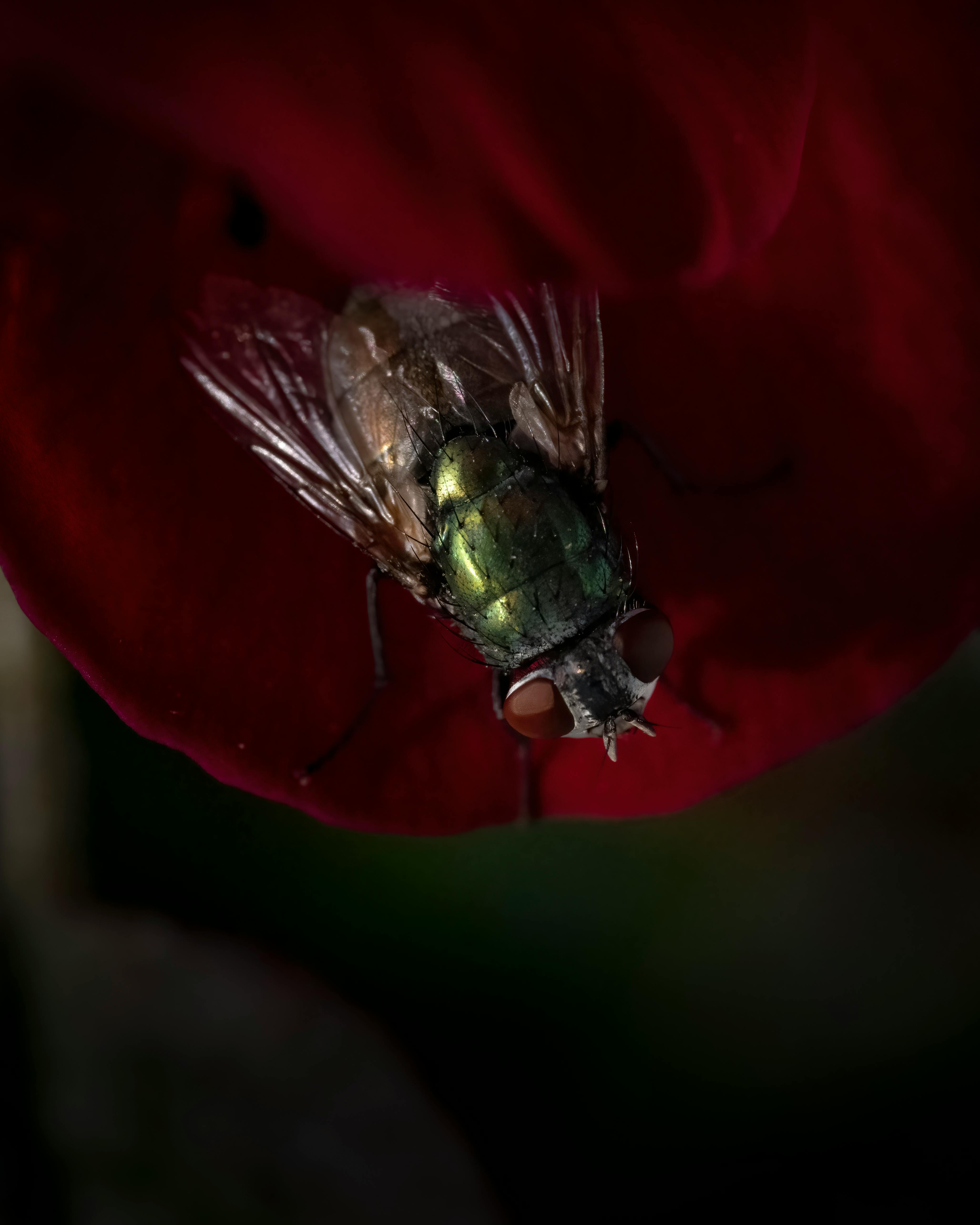 Top View of a Fly · Free Stock Photo