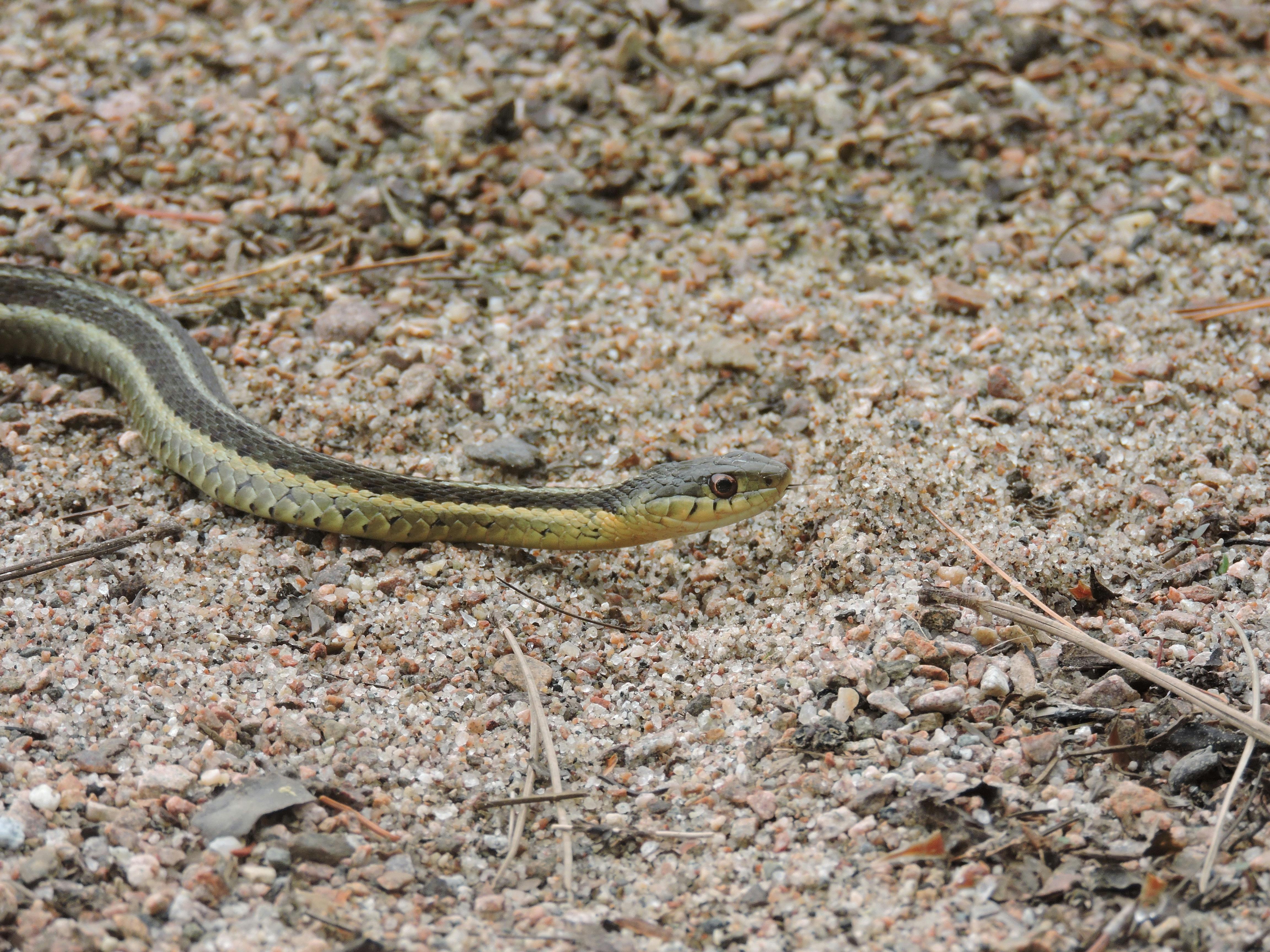 Kostnadsfri bild av djur, orm, vilda djur och växter