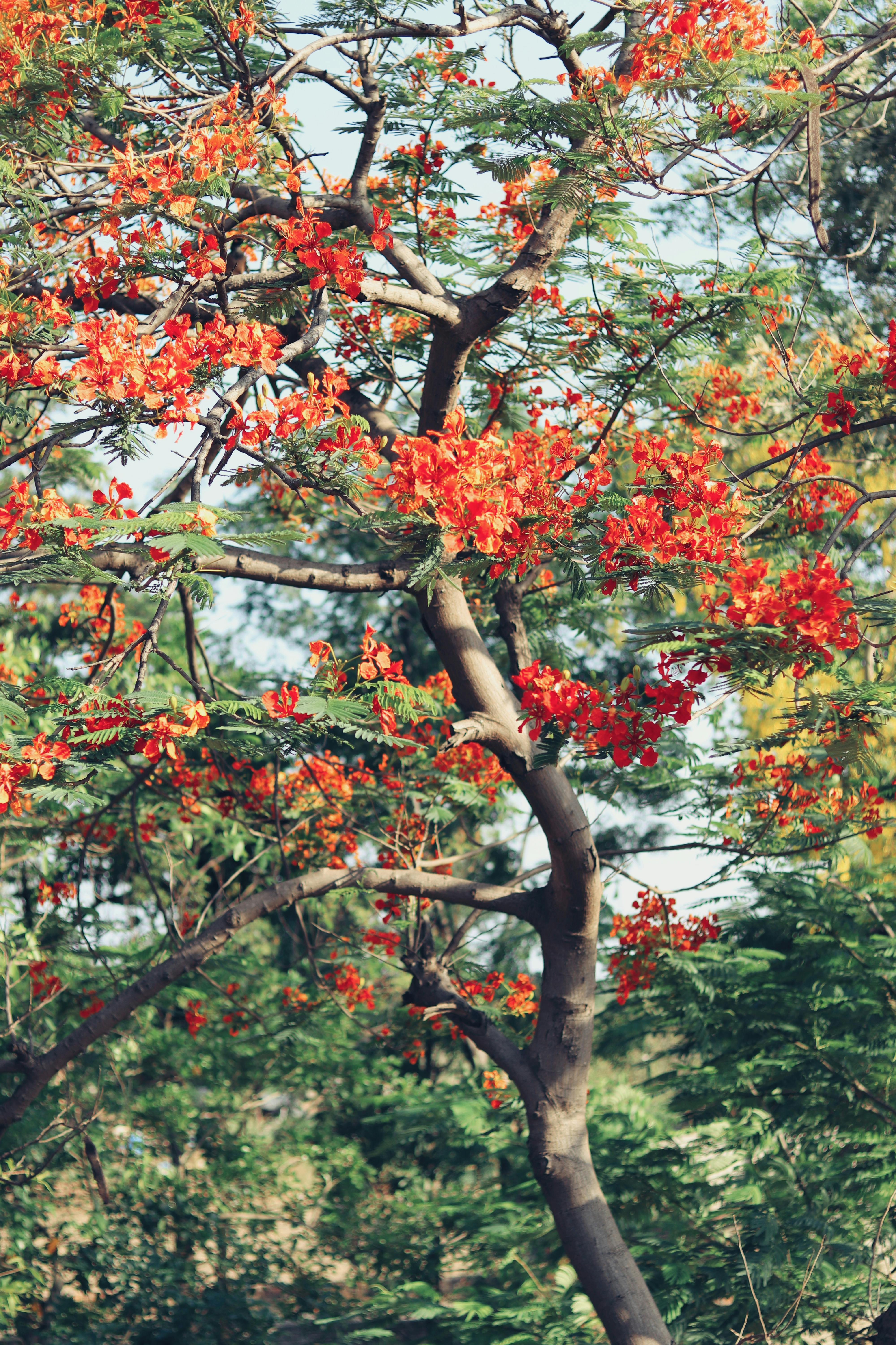 Close-up Shot of a Flower Bearing Tree · Free Stock Photo