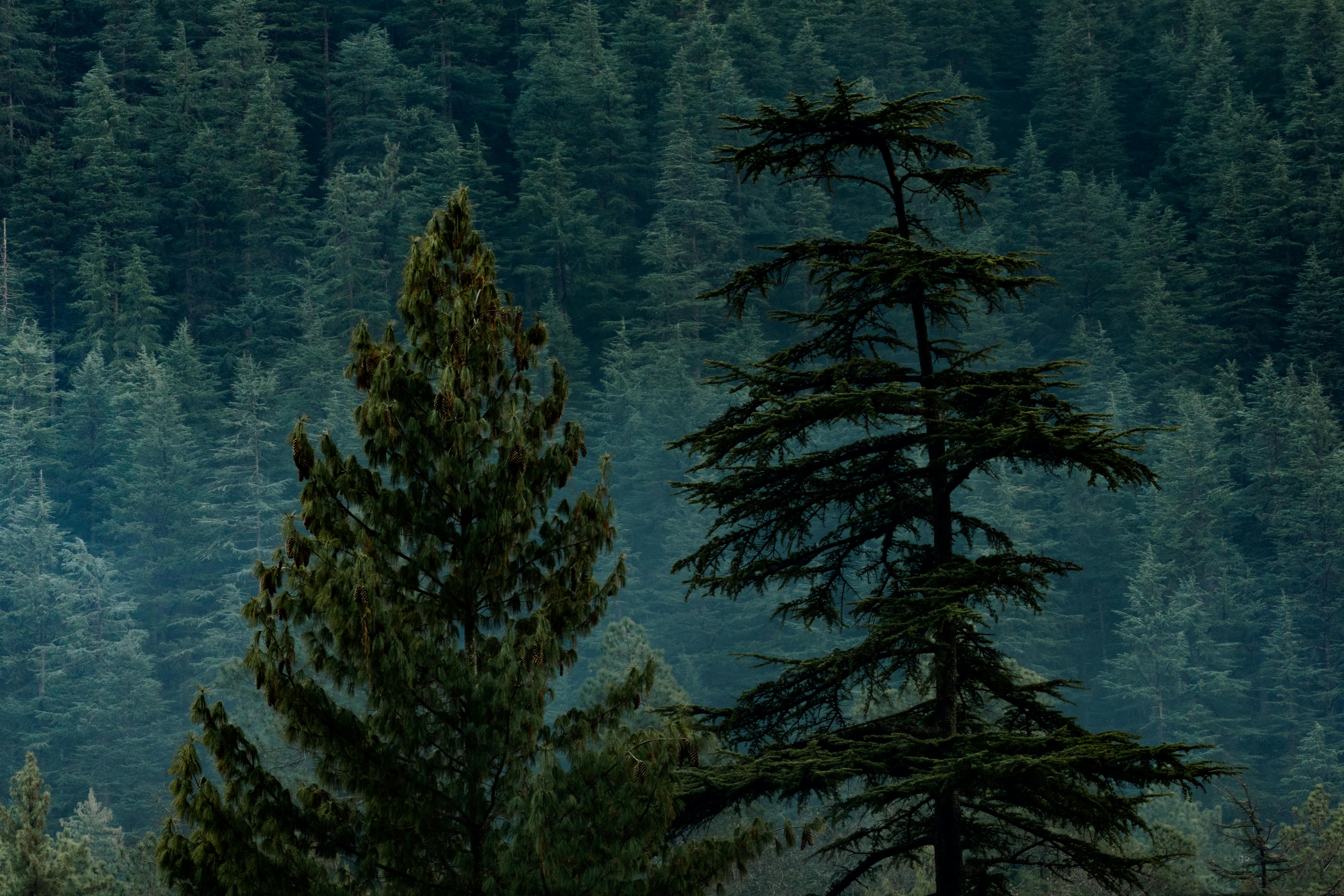 Tall Conifer Trees in the Mountain · Free Stock Photo