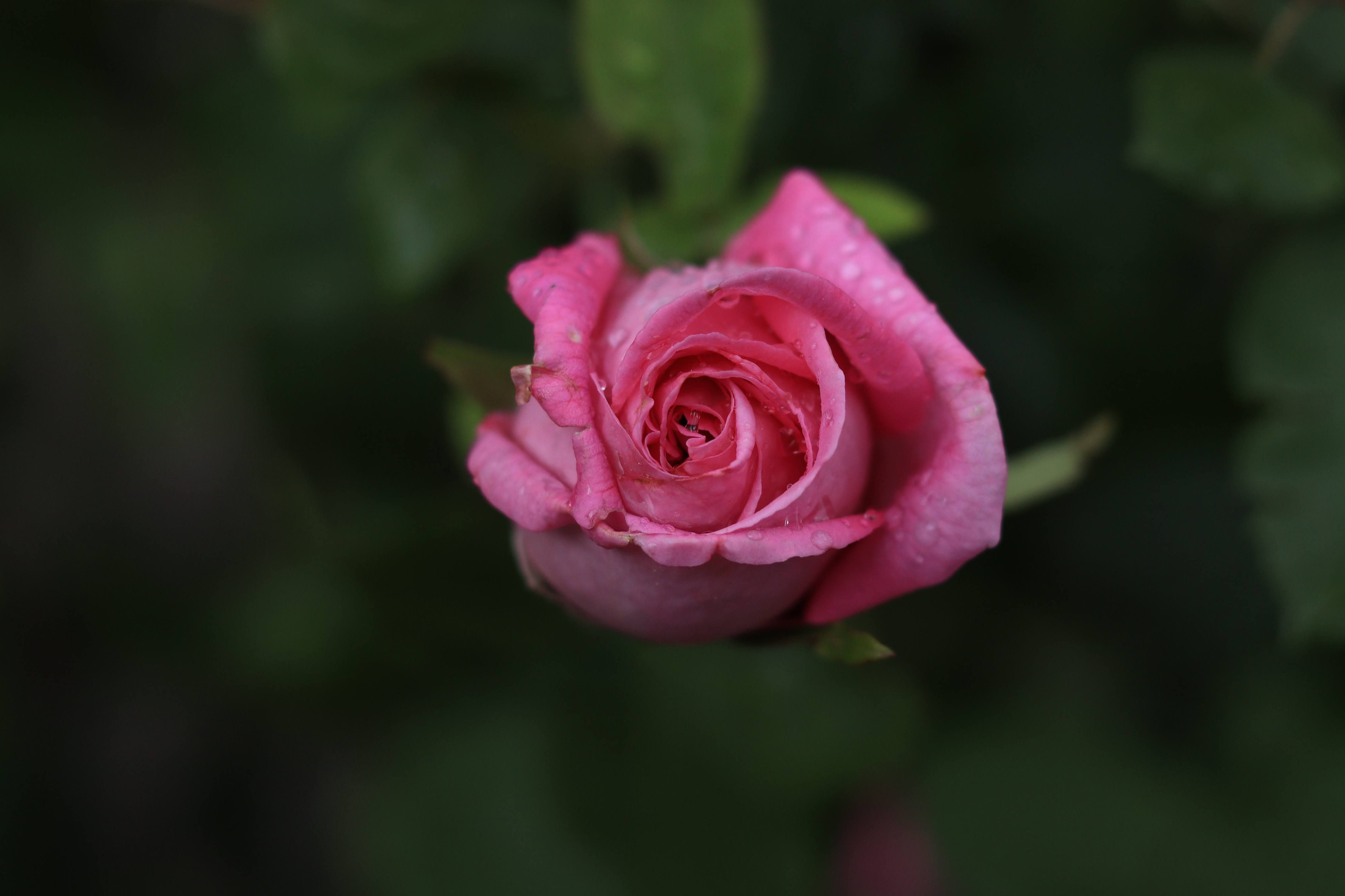 Pink Flower Rose in Close-up Shot · Free Stock Photo