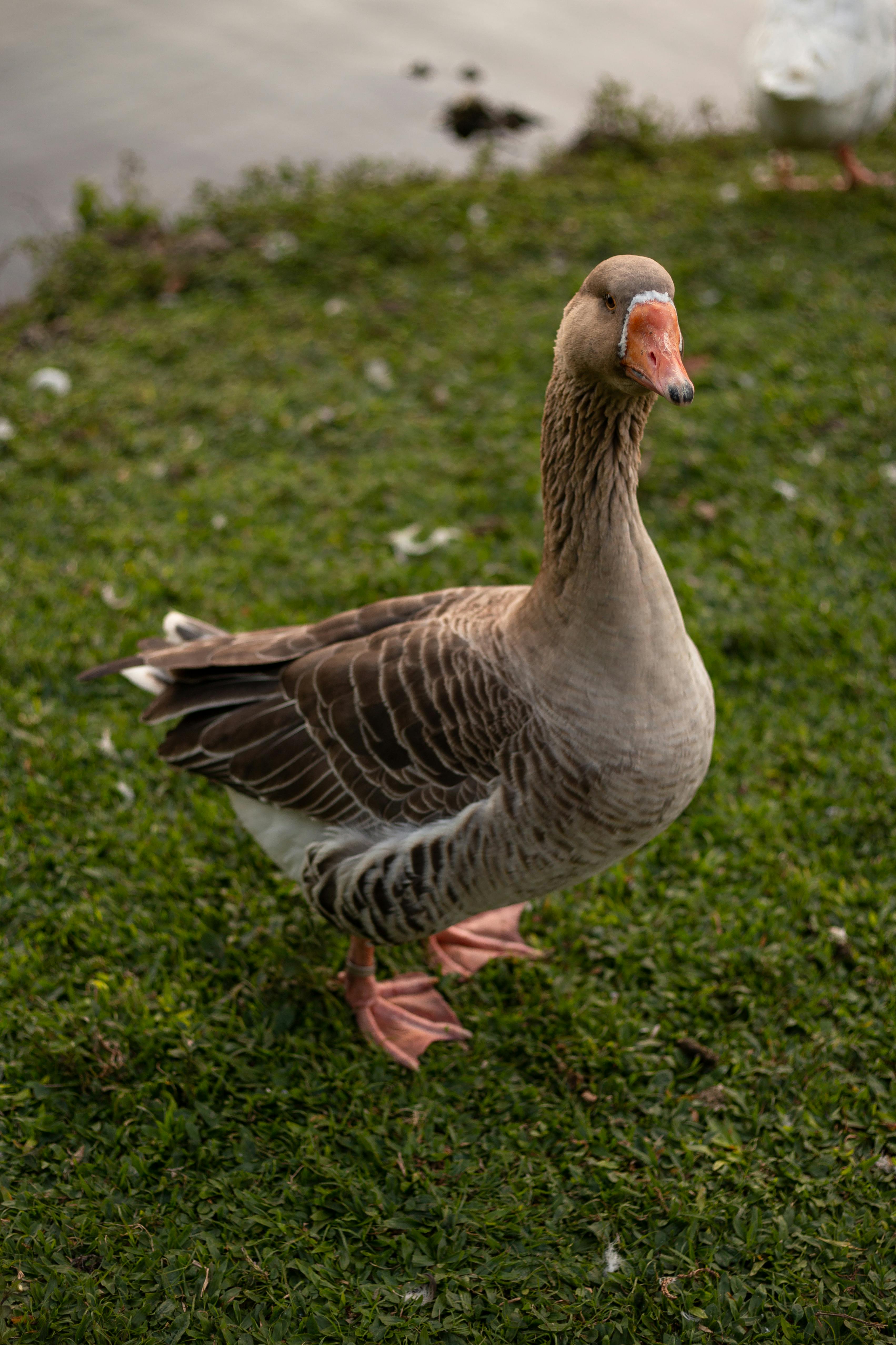 Goose in Close Up Photography · Free Stock Photo