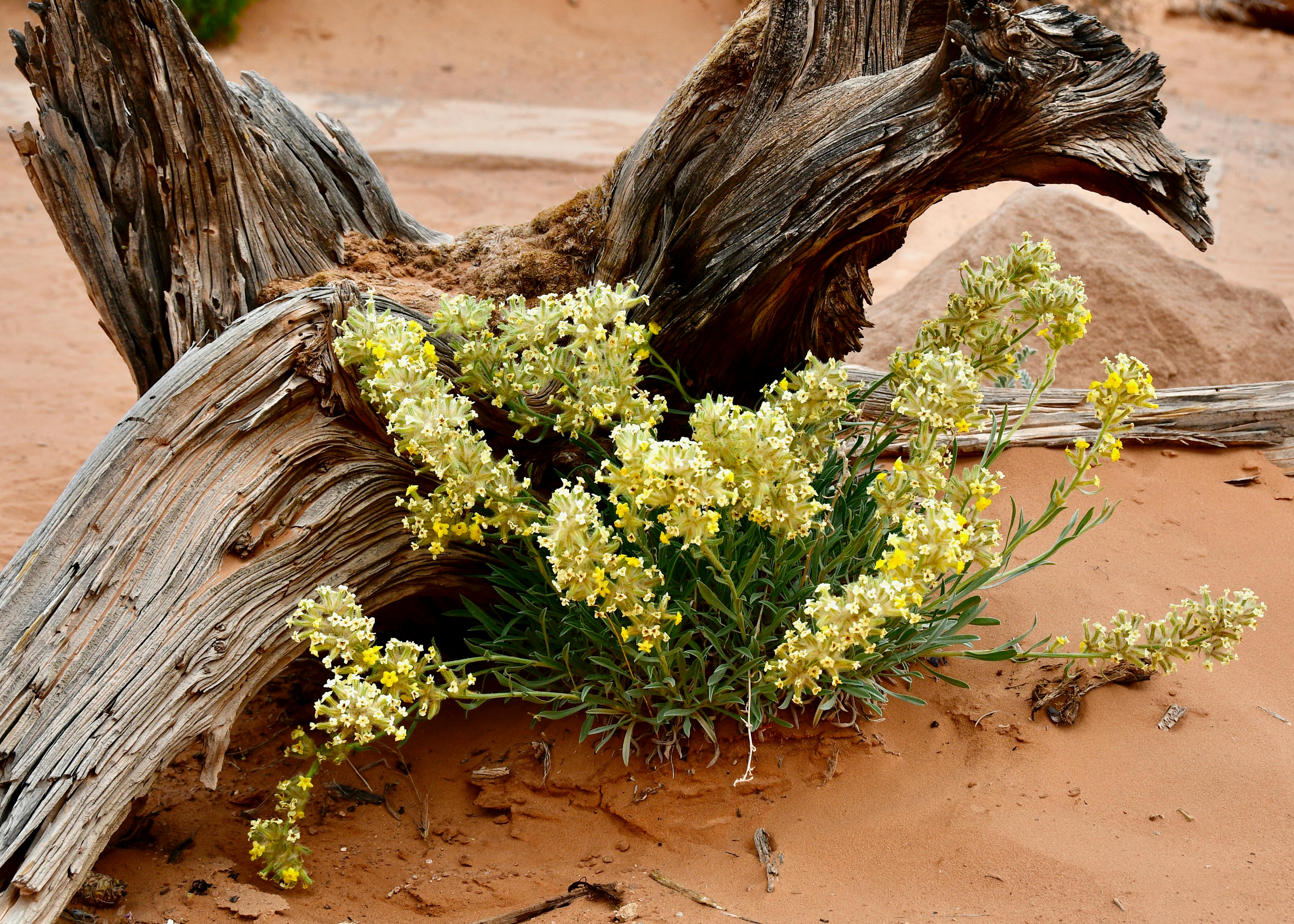 Cryptantha Confertiflora Flowers by a Dead Juniper · Free Stock Photo