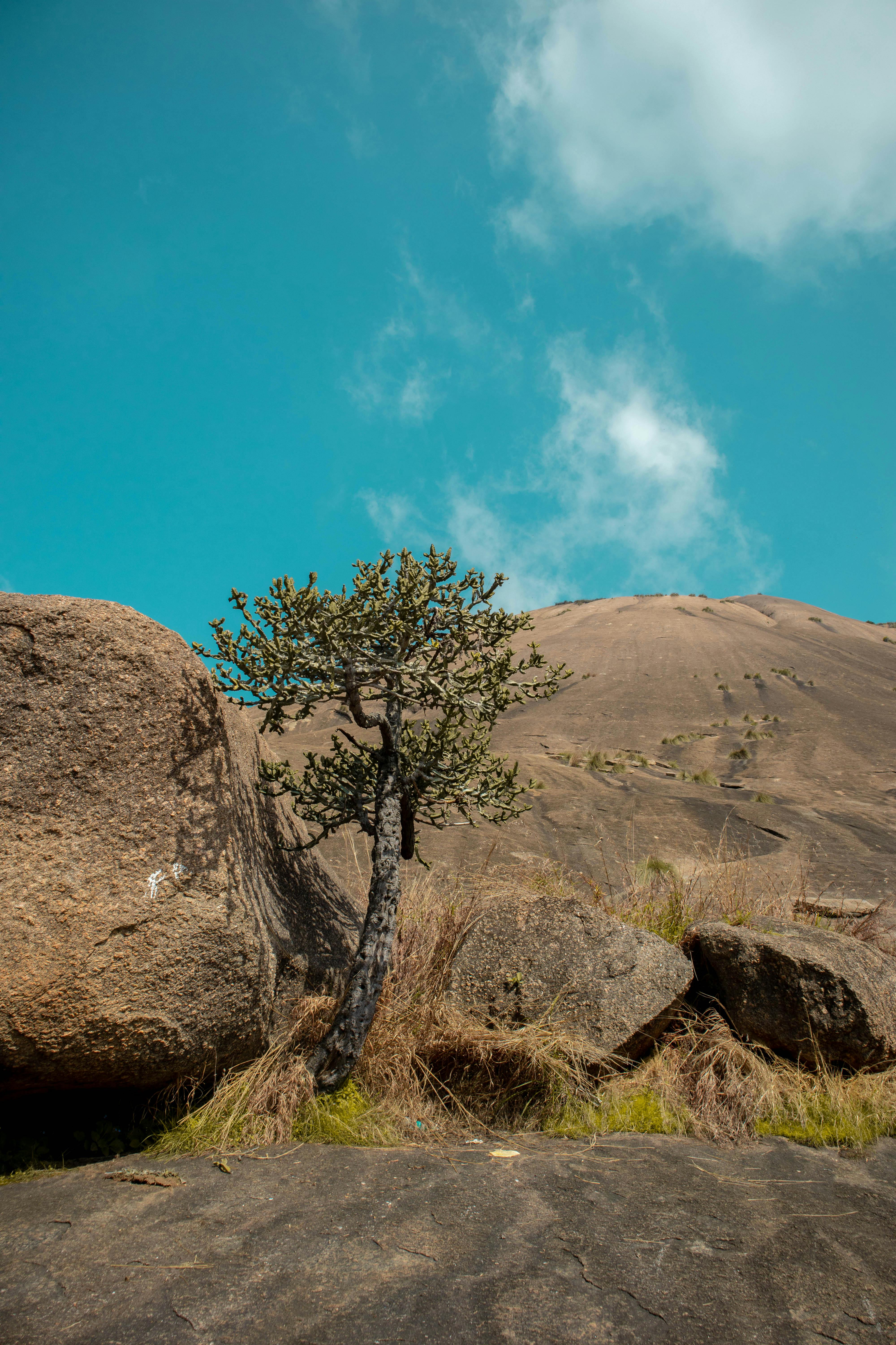 A Tree on the Rock Mountain · Free Stock Photo