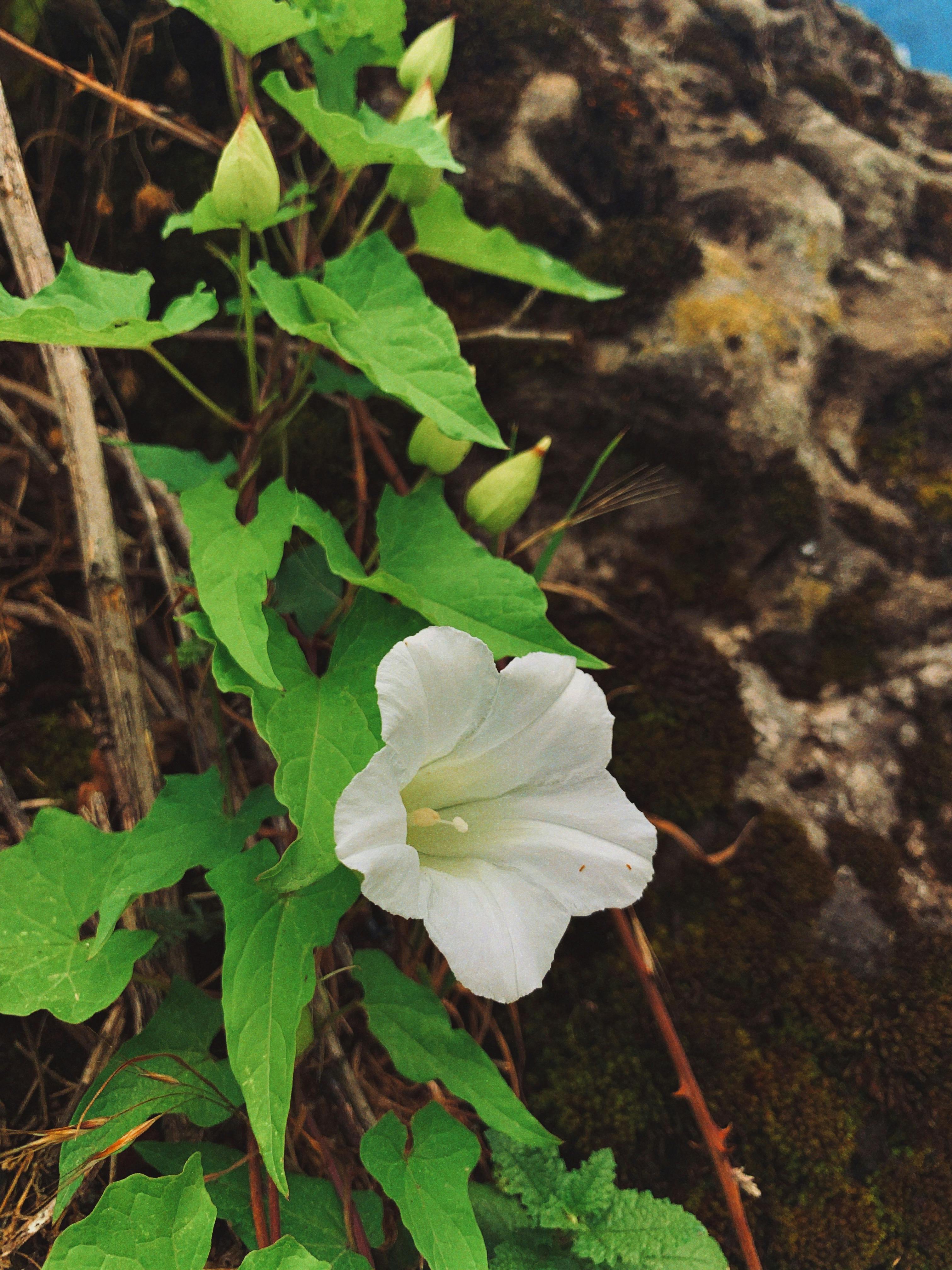 Mavera - Photography