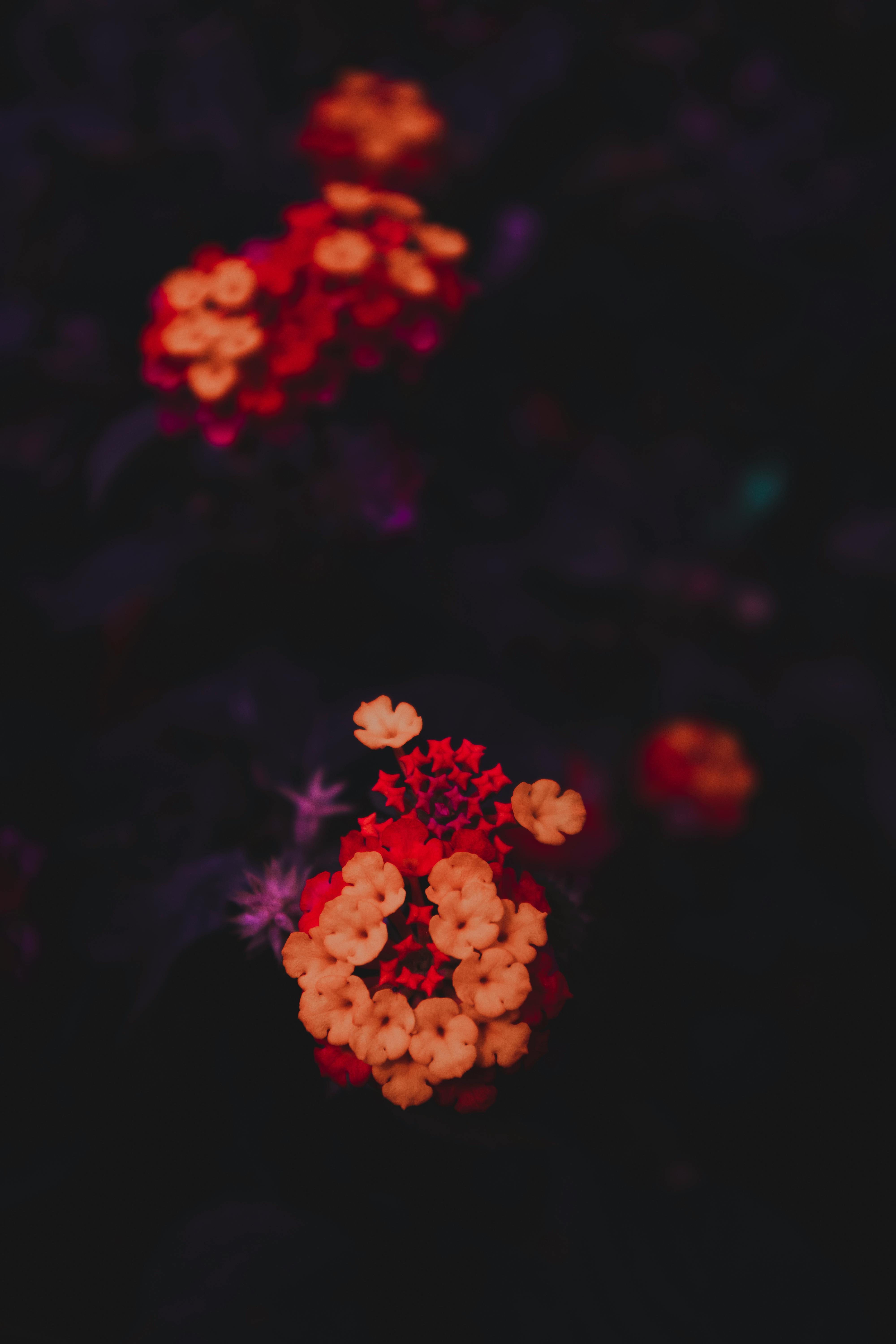 Blooming Flowers in Close Up Shot · Free Stock Photo