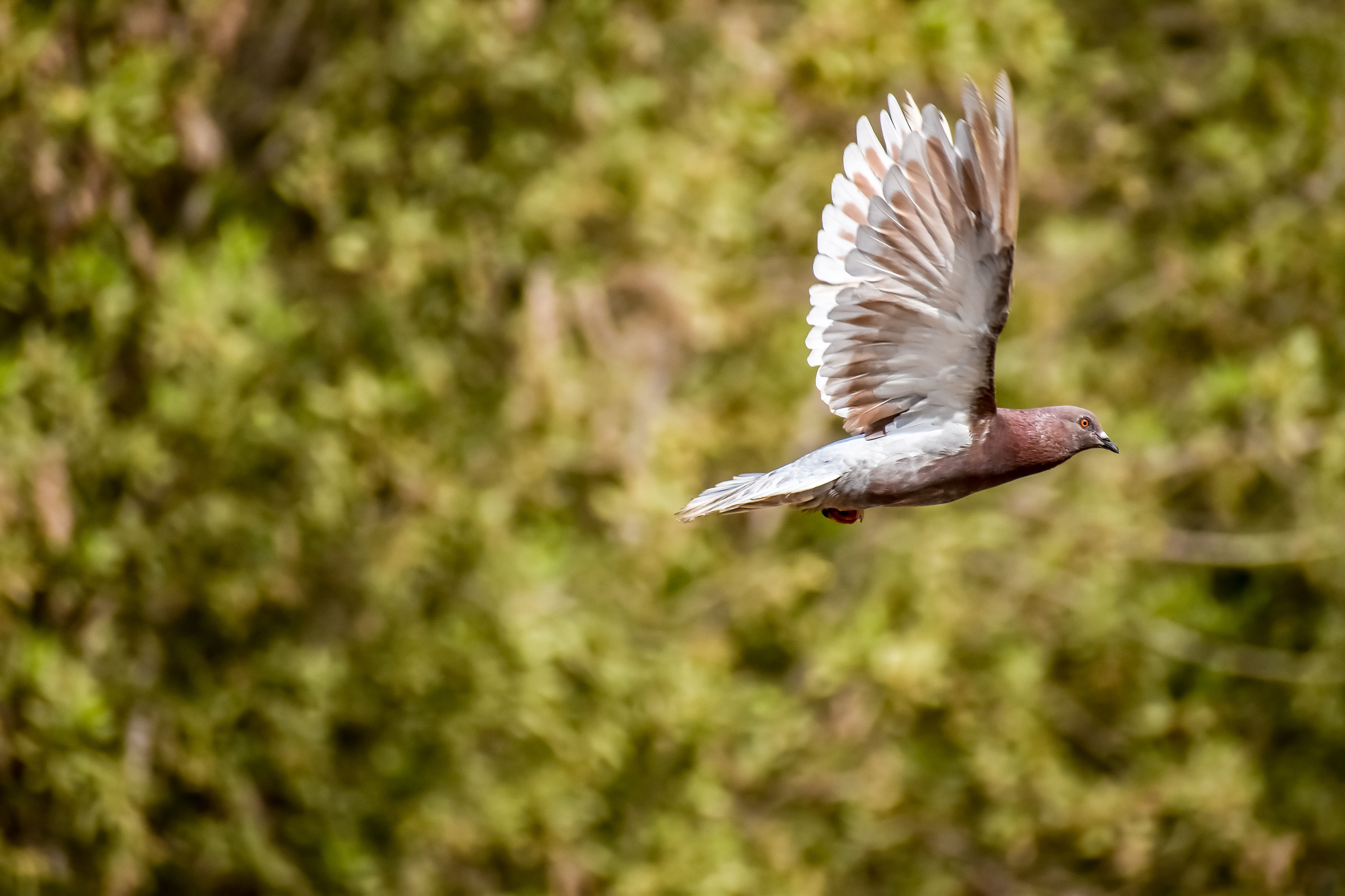 Close-Up Shot of a Flying Bird · Free Stock Photo