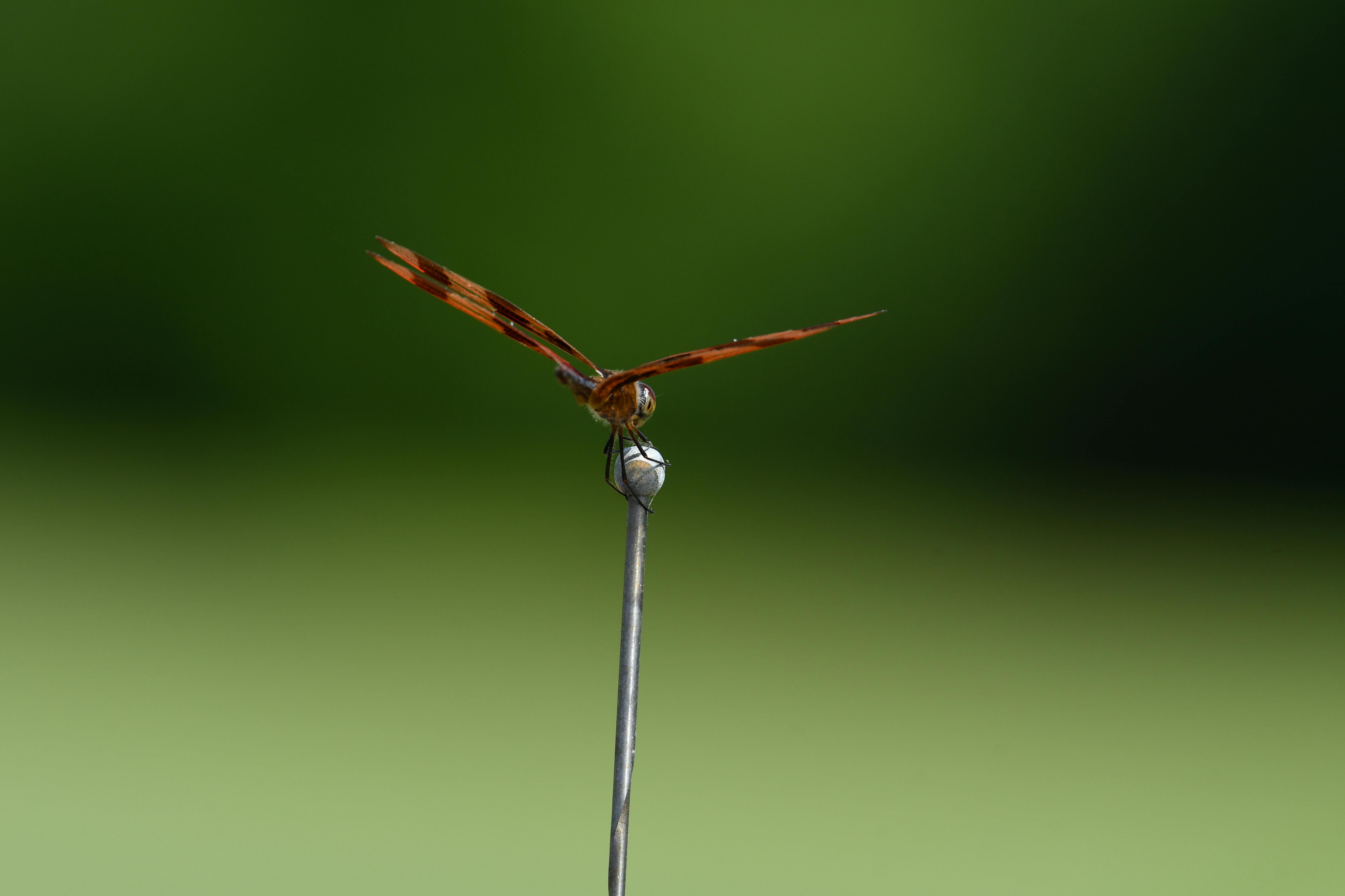 Close-up Photo of a Perched Dragonfly · Free Stock Photo
