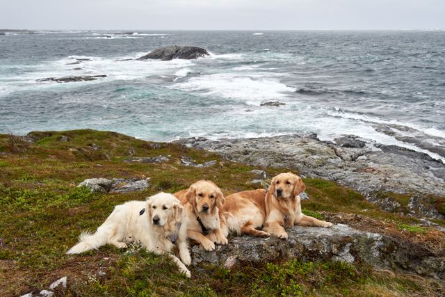 Decoding Dogs Body Language with Pictures: A Complete Guide