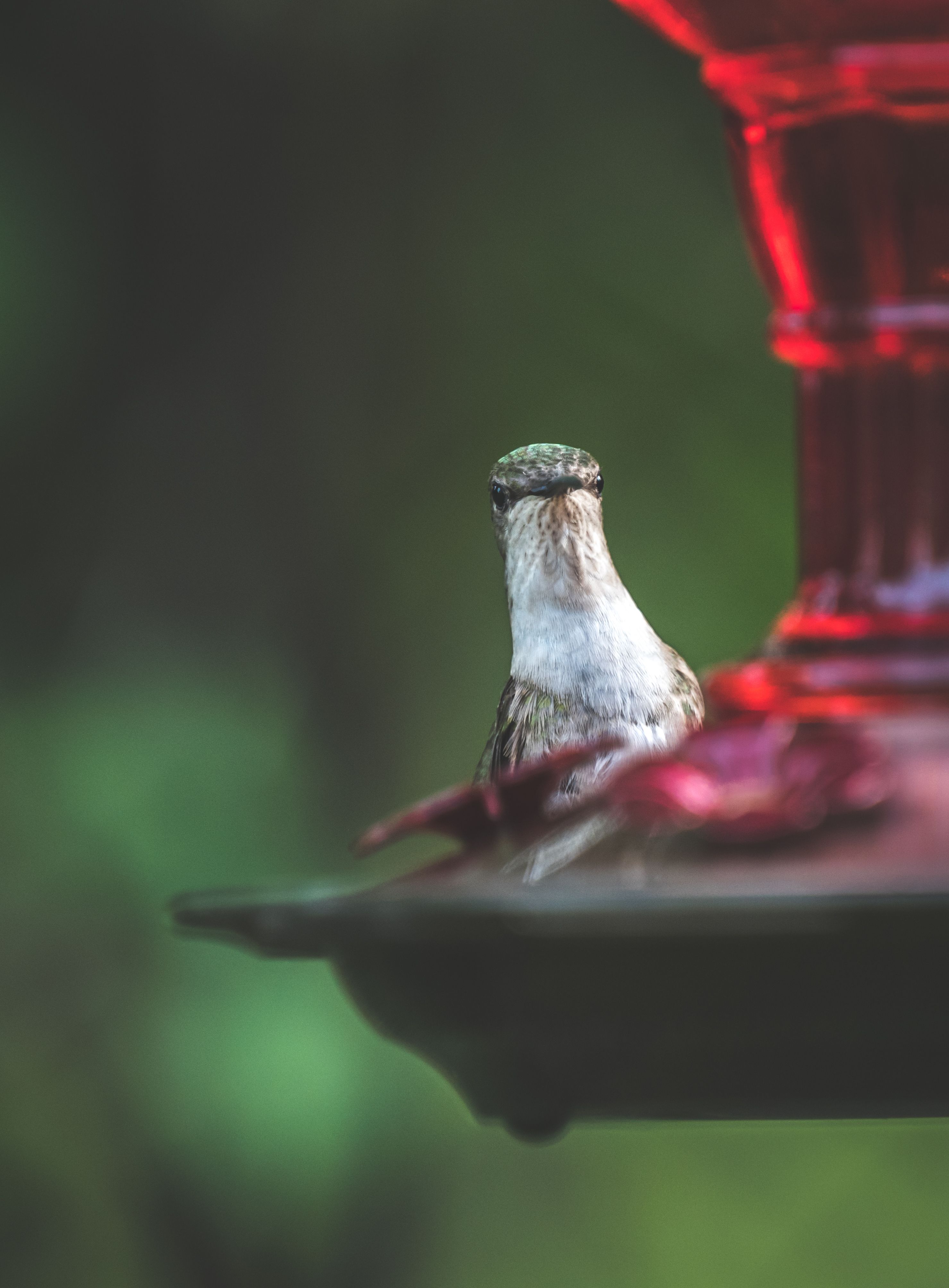 Shallow Focus Photo of Ruby-throated Hummingbird · Free Stock Photo