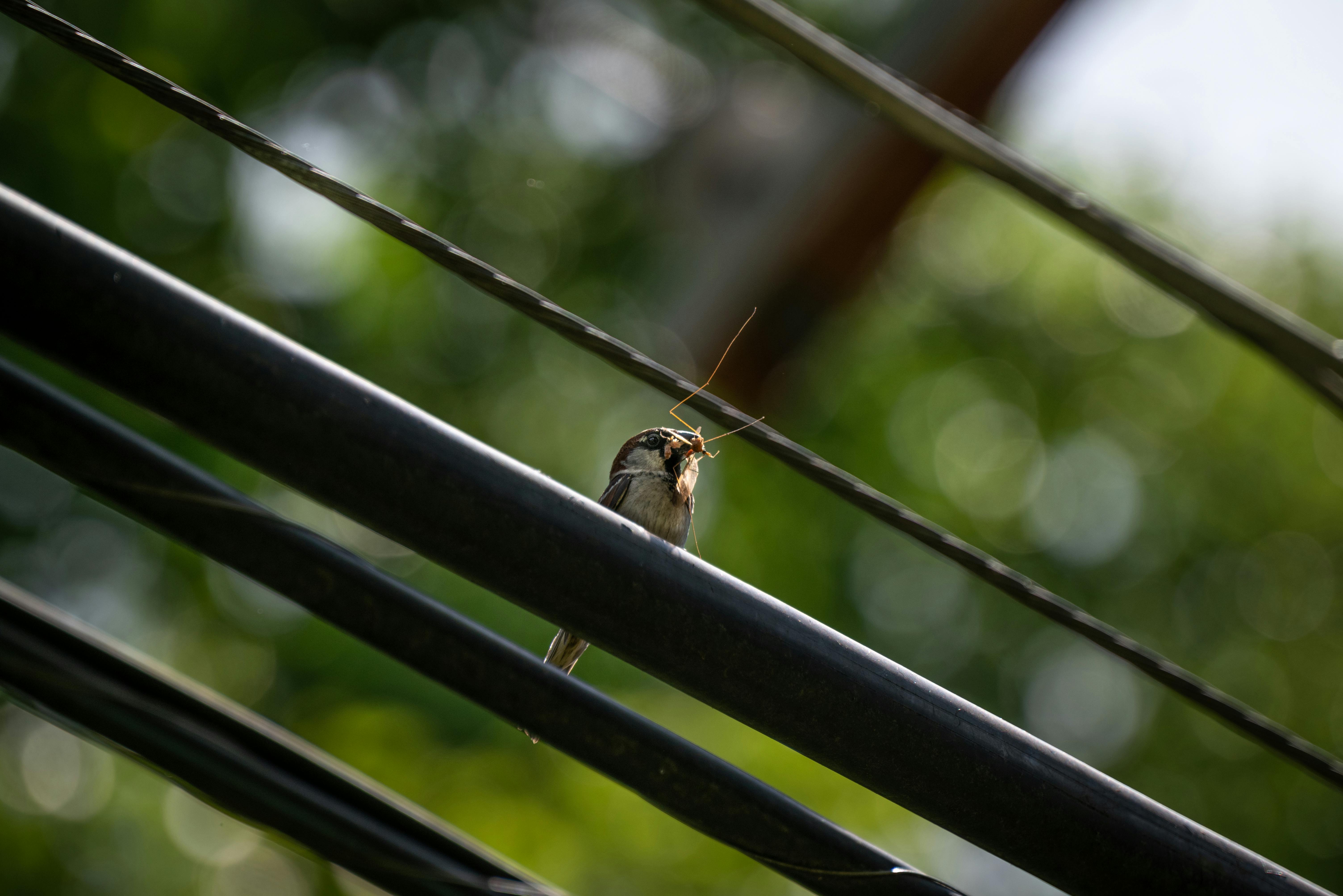 Bird With Insect Photos, Download The BEST Free Bird With Insect Stock ...