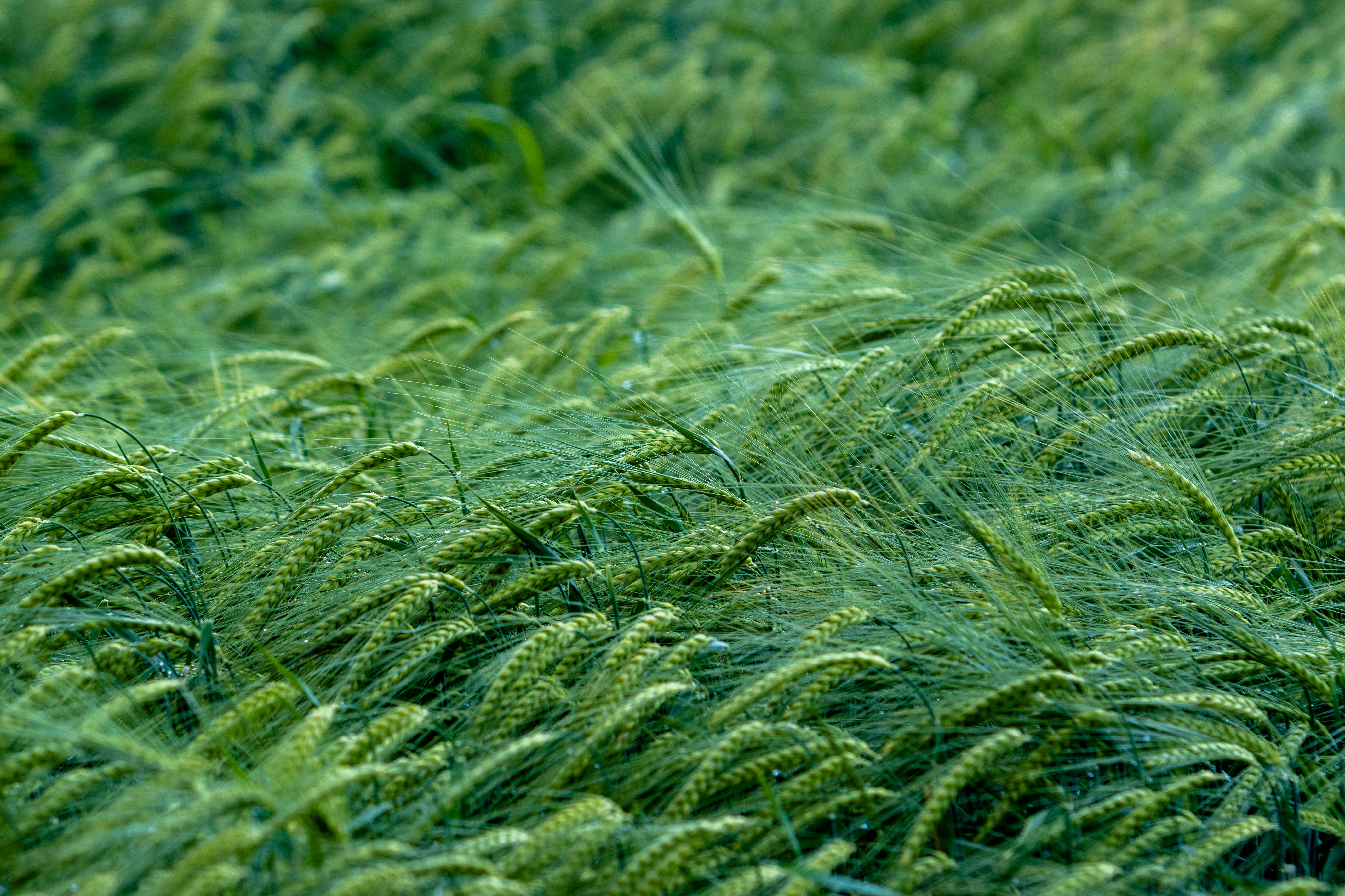 Barleys in the Farm · Free Stock Photo