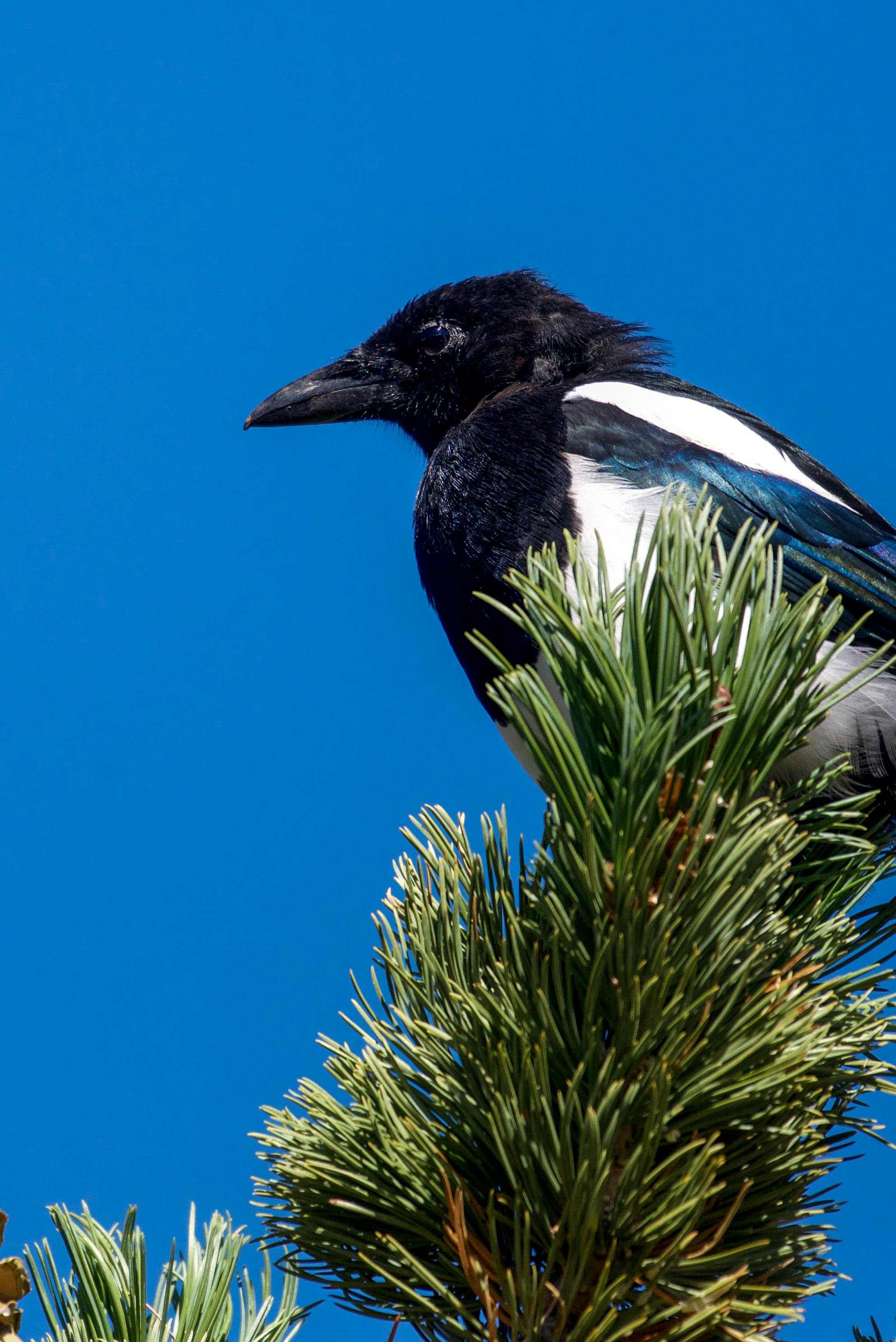 28+ Best Free Magpie Stock Photos & Images · 100% Royalty-Free HD Downloads