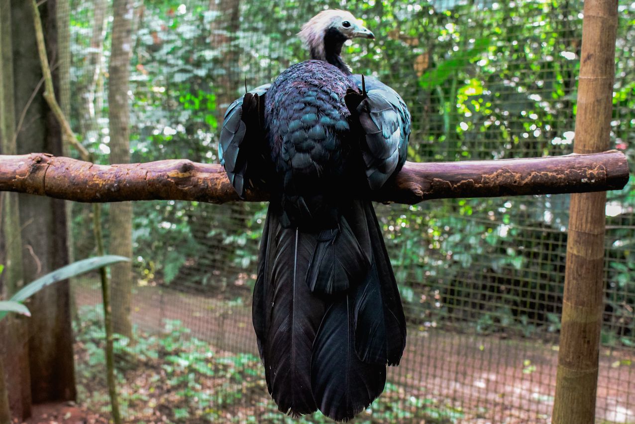 Discovering the Red Billed Streamertail: Habitat & Behavior