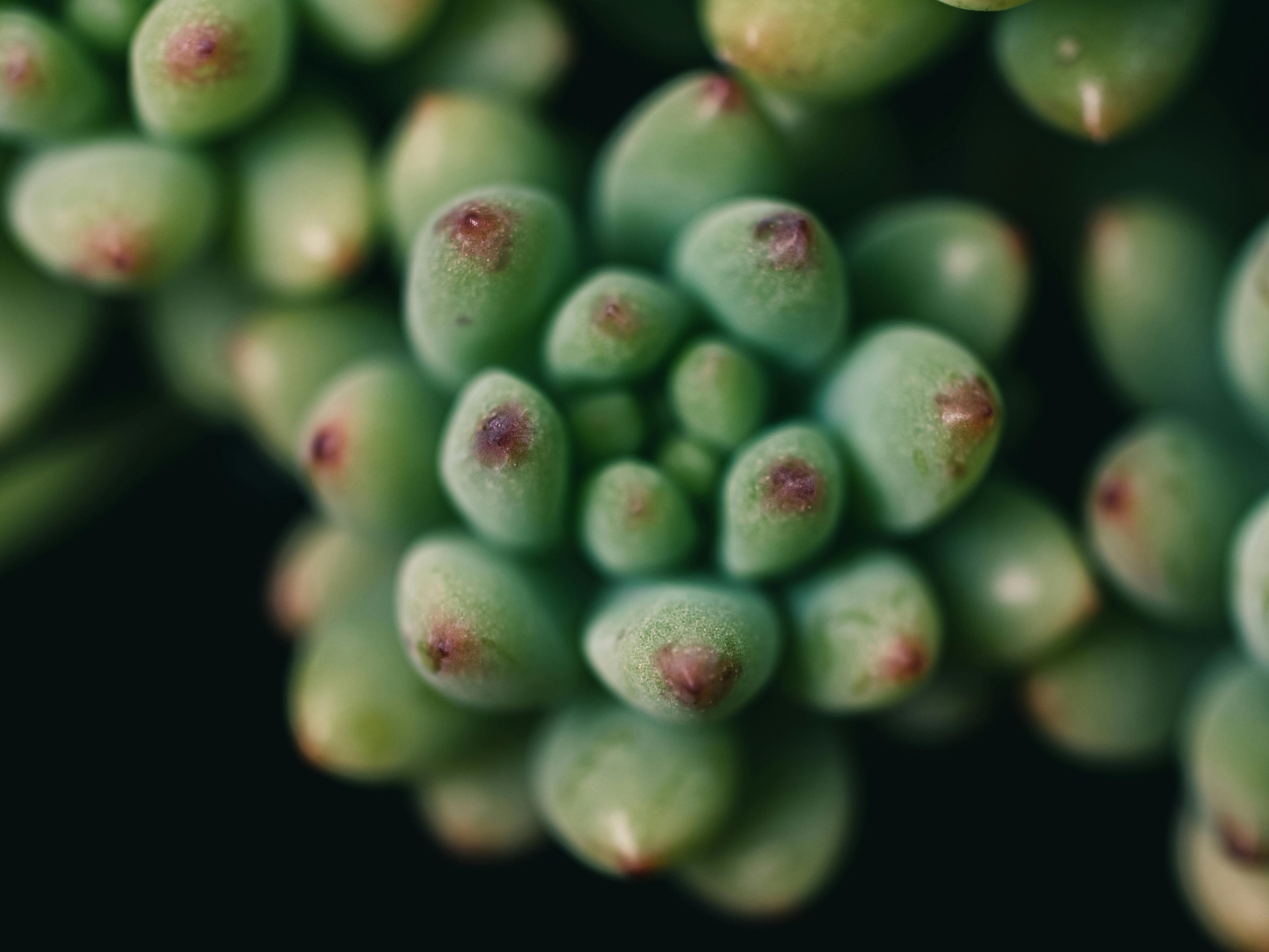 Close-Up Shot of Ghost-Plants · Free Stock Photo